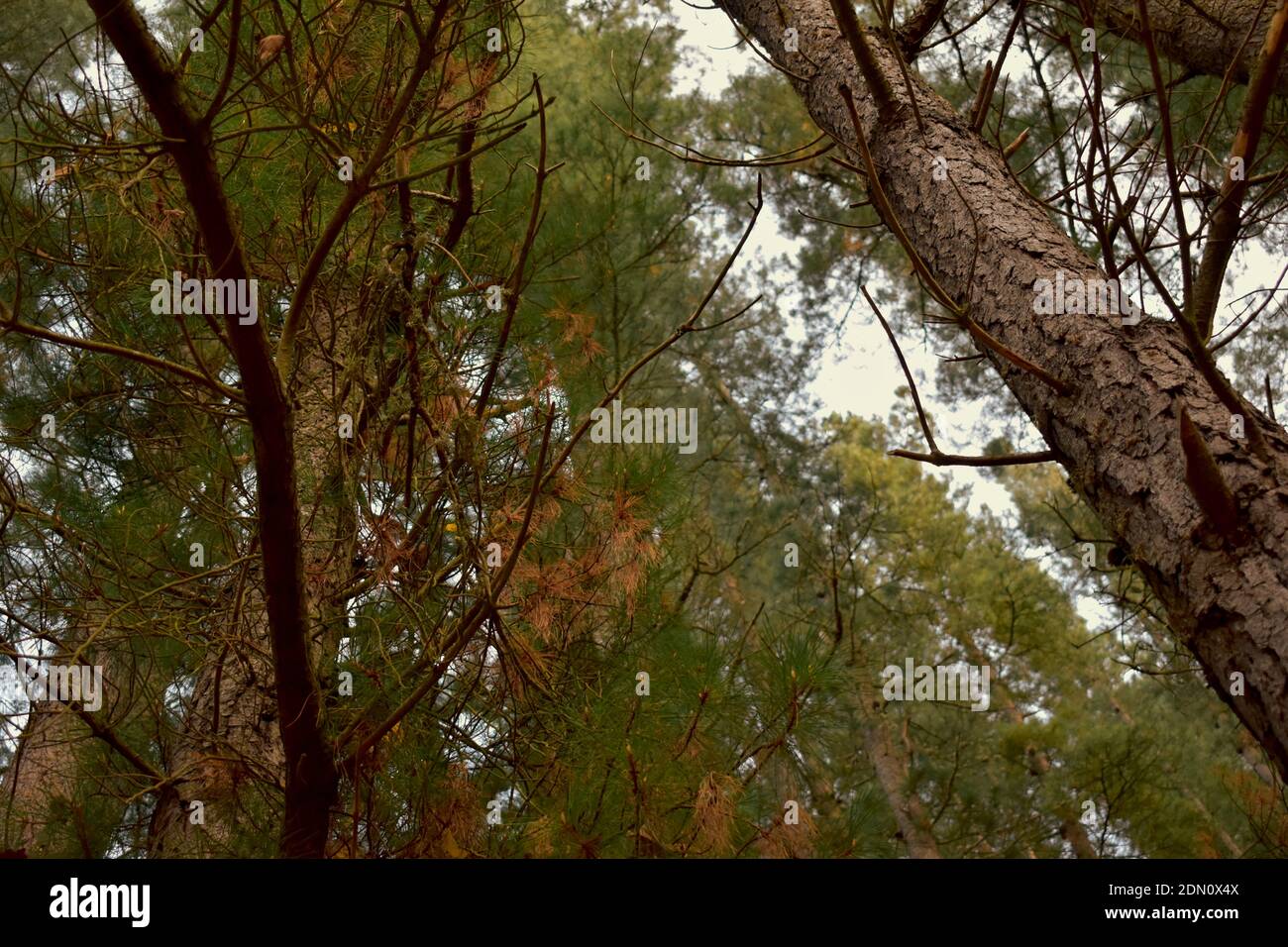 Top view pine tree trunk hi-res stock photography and images - Alamy