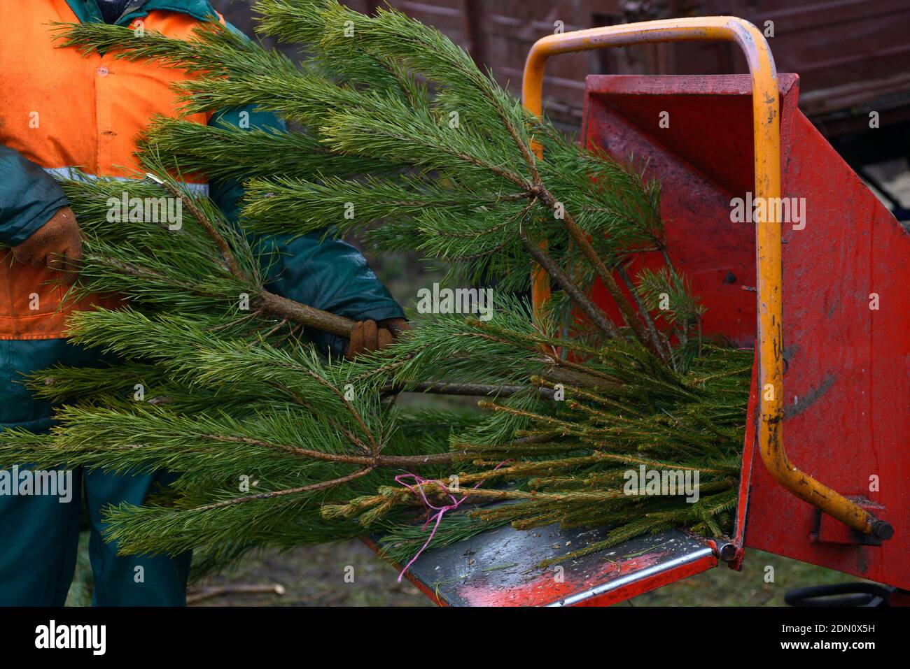 Worker hands put branches of used Christmas tree in receiver of a wood ...