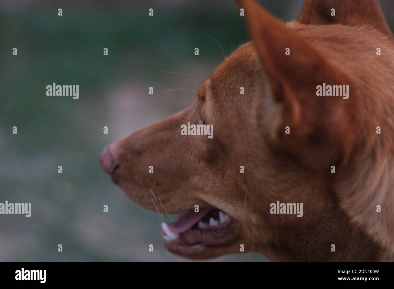Rottweiler side profile of head hi-res stock photography and images - Alamy