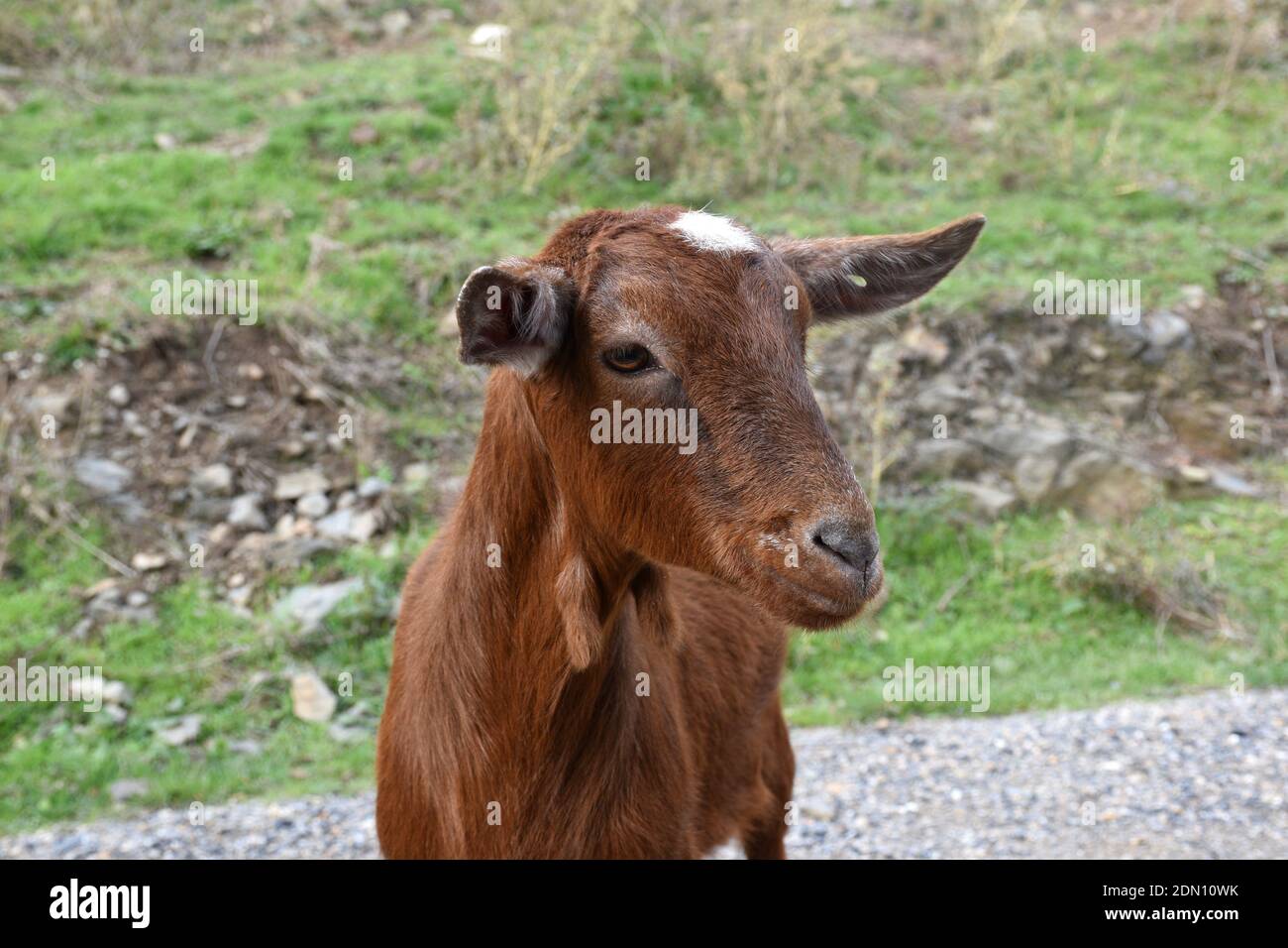 White spot on head hi-res stock photography and images - Alamy