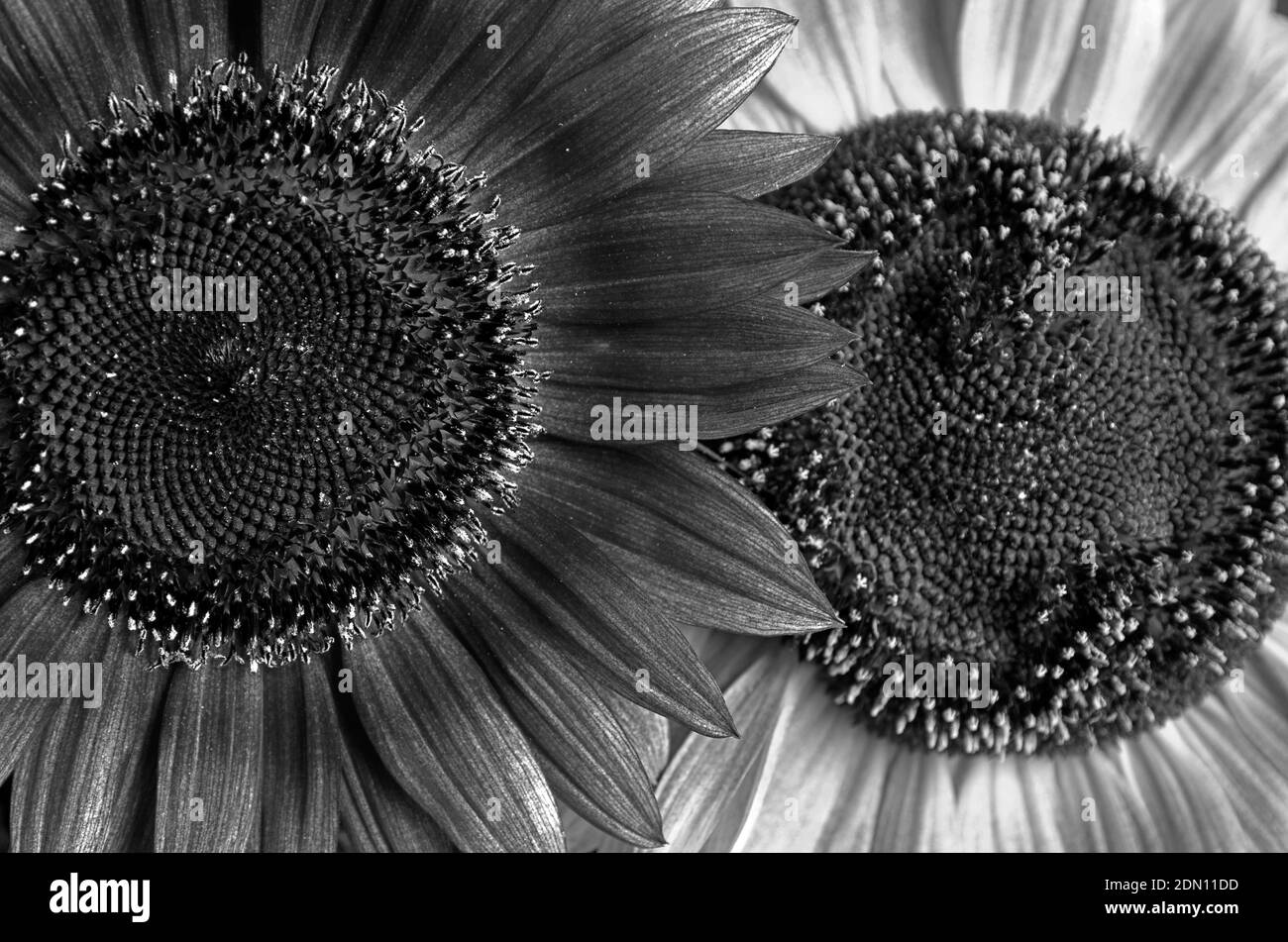 Monochrome Close-up View of Beautiful Red and Yellow Sunflowers Side by ...