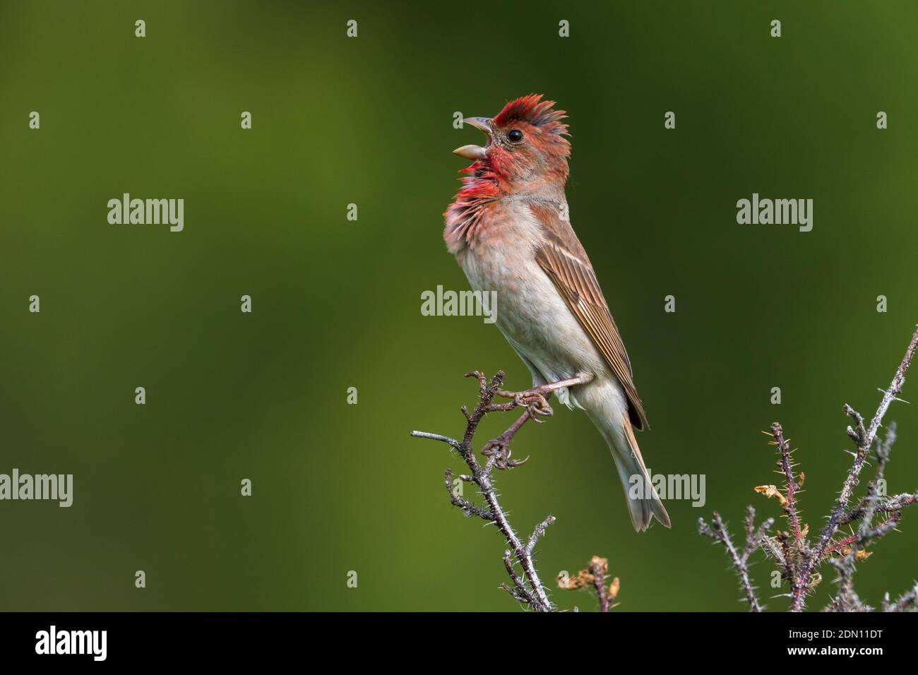 Roodmus; Scarlet Rosefinch Stock Photo - Alamy