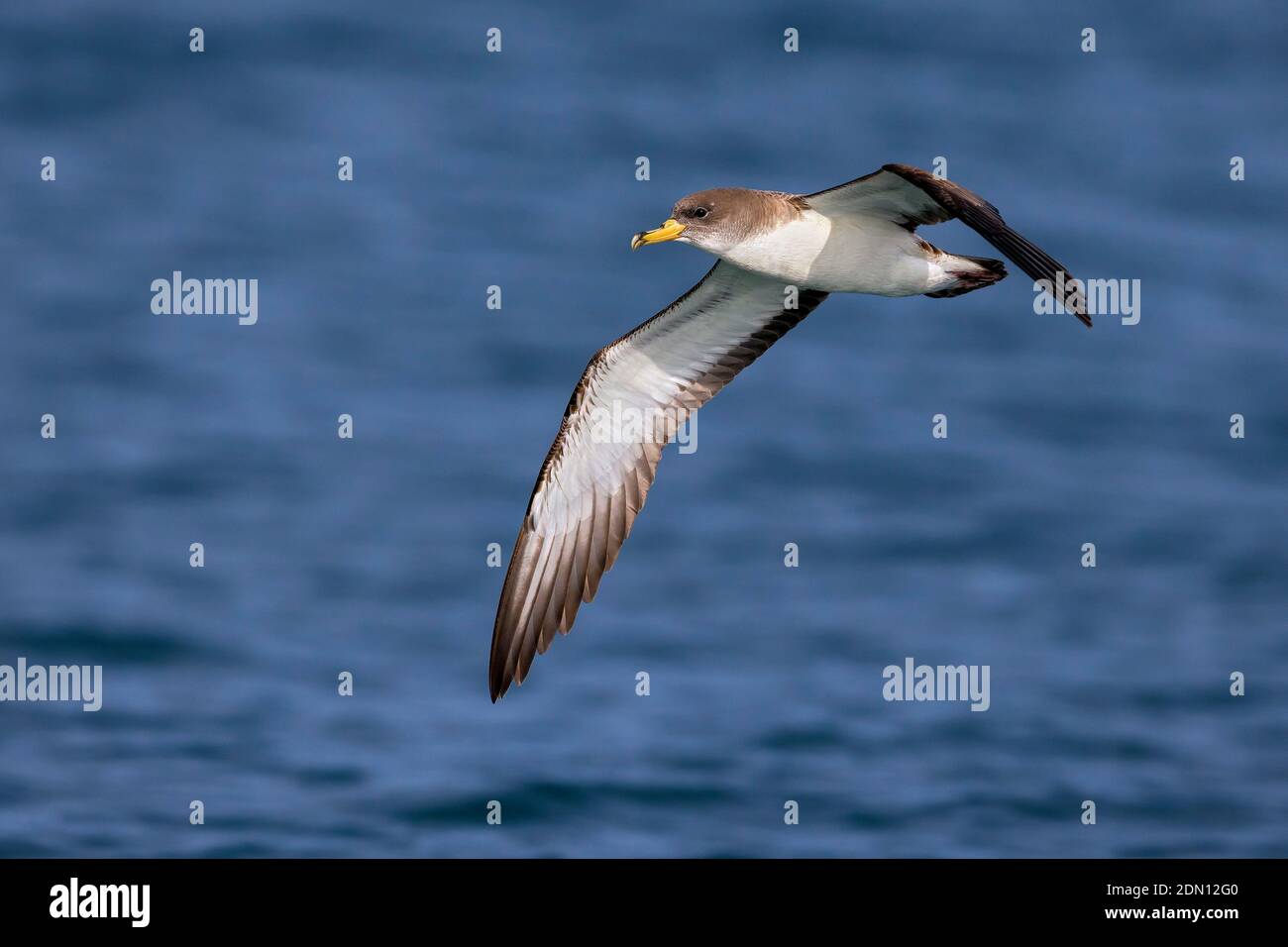 Vliegende Scopoli's Pijlstormvogel; Scopoli's Shearwater in flight ...