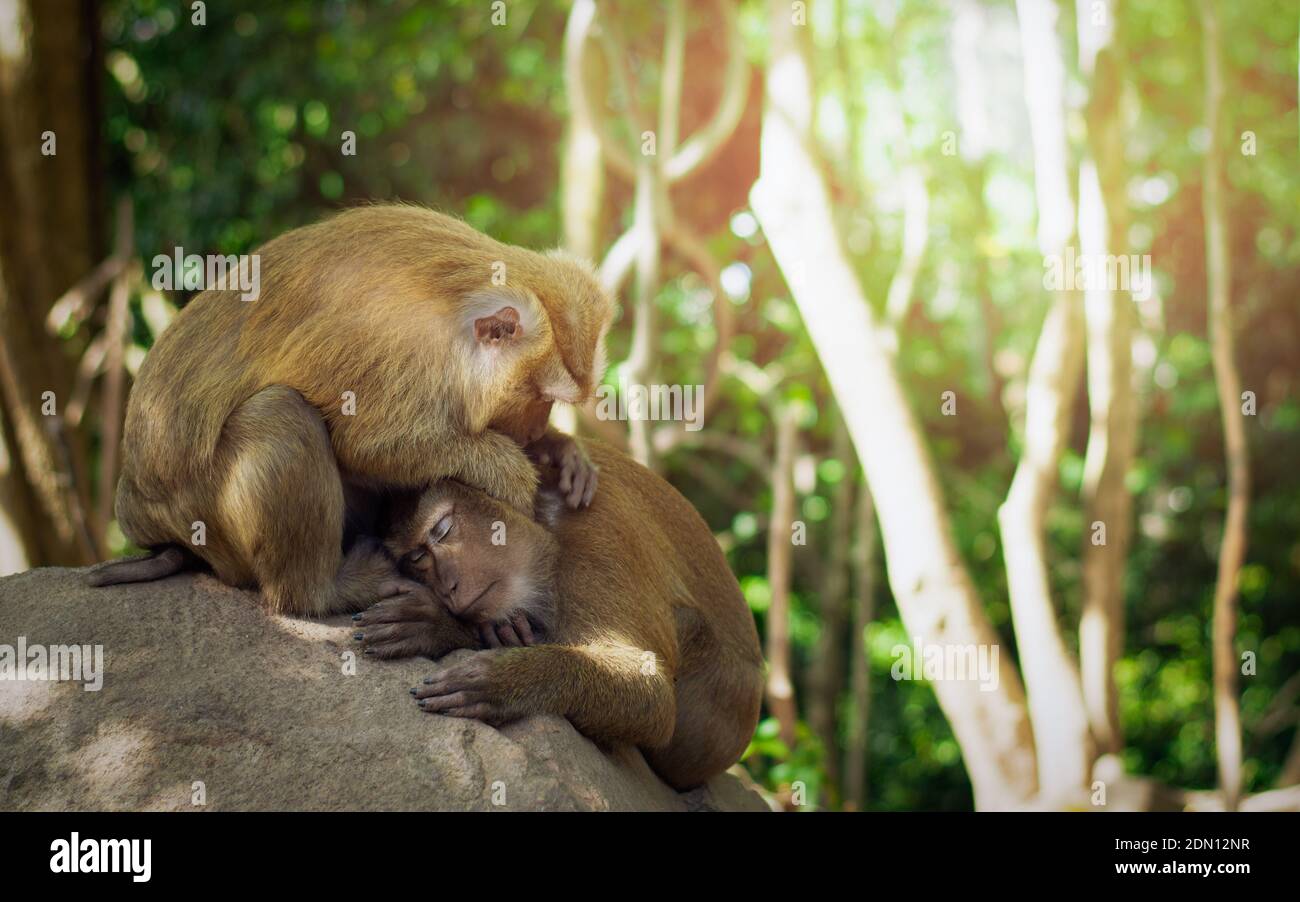Couple sleeping under tree hi-res stock photography and images - Alamy