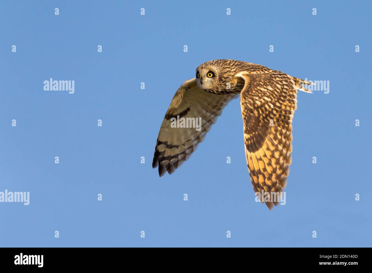 Velduil in vlucht; Short-eared Owl in flight Stock Photo - Alamy