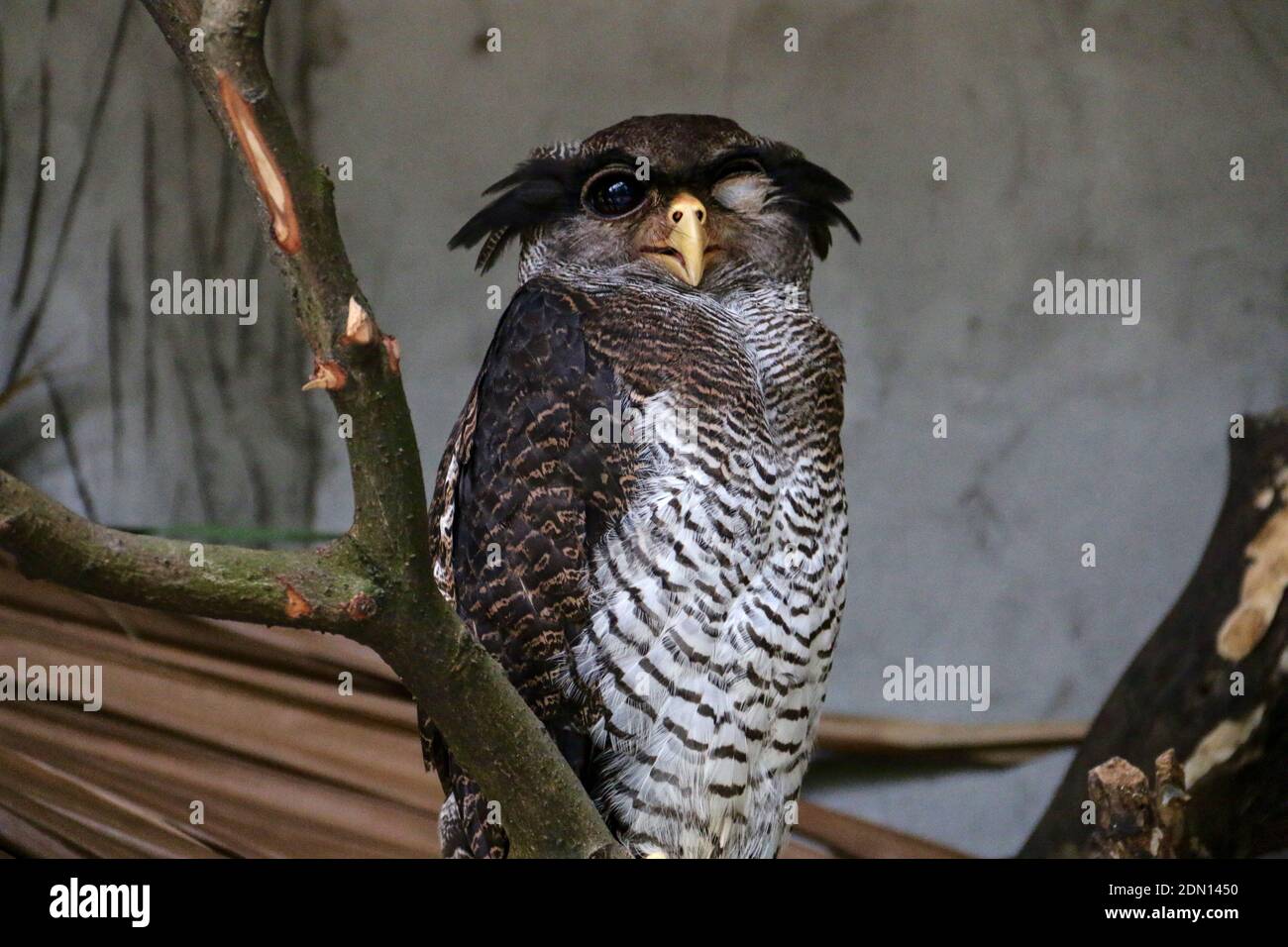 Animals winking hi-res stock photography and images - Alamy