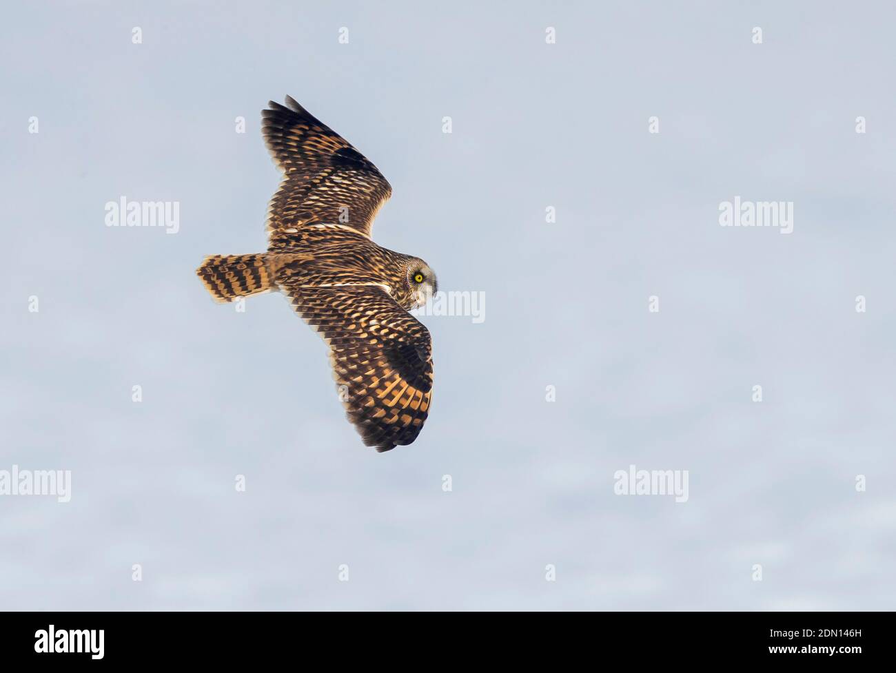 Velduil in vlucht; Short-eared Owl in flight Stock Photo - Alamy
