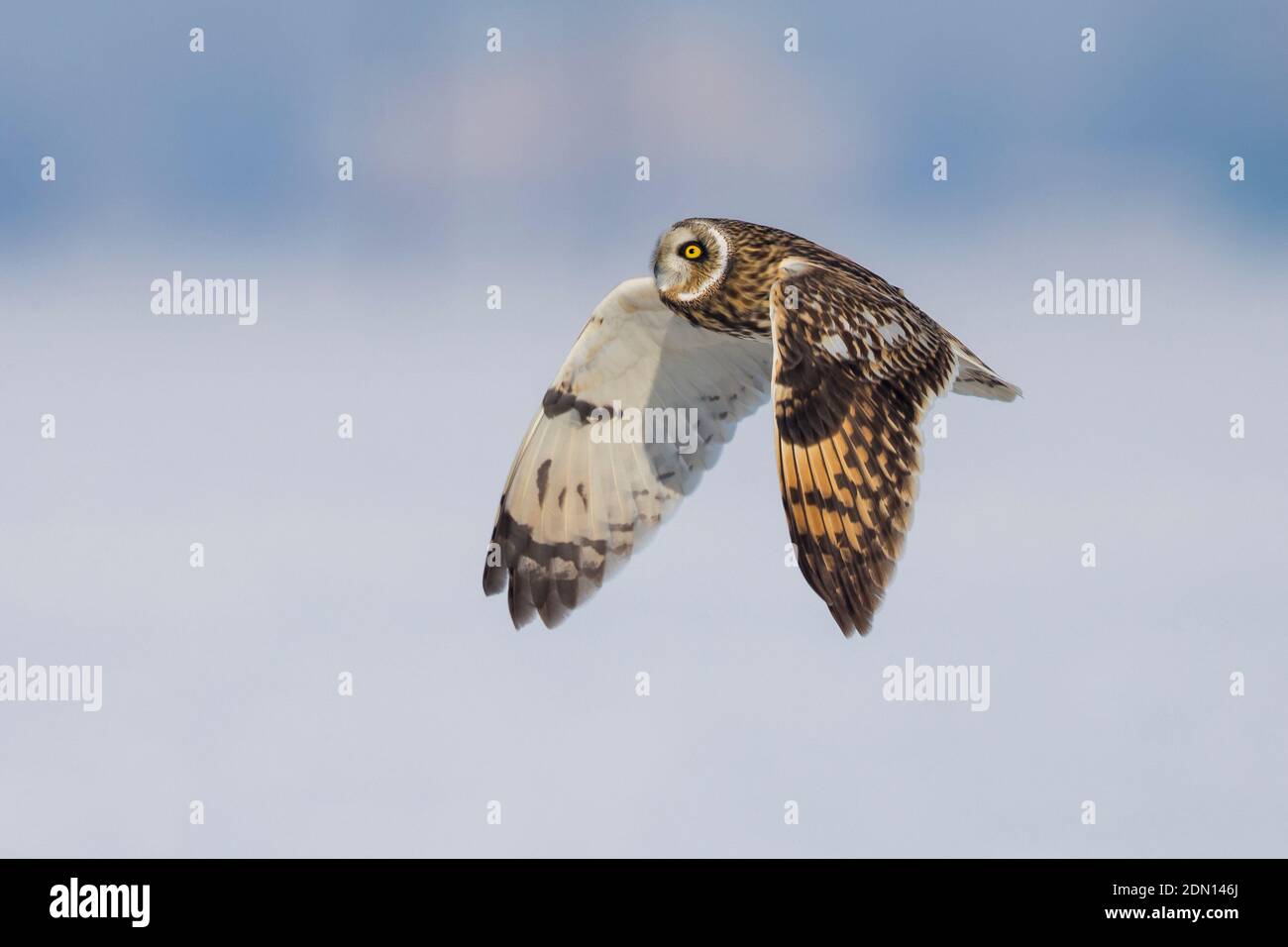 Velduil in vlucht; Short-eared Owl in flight Stock Photo - Alamy