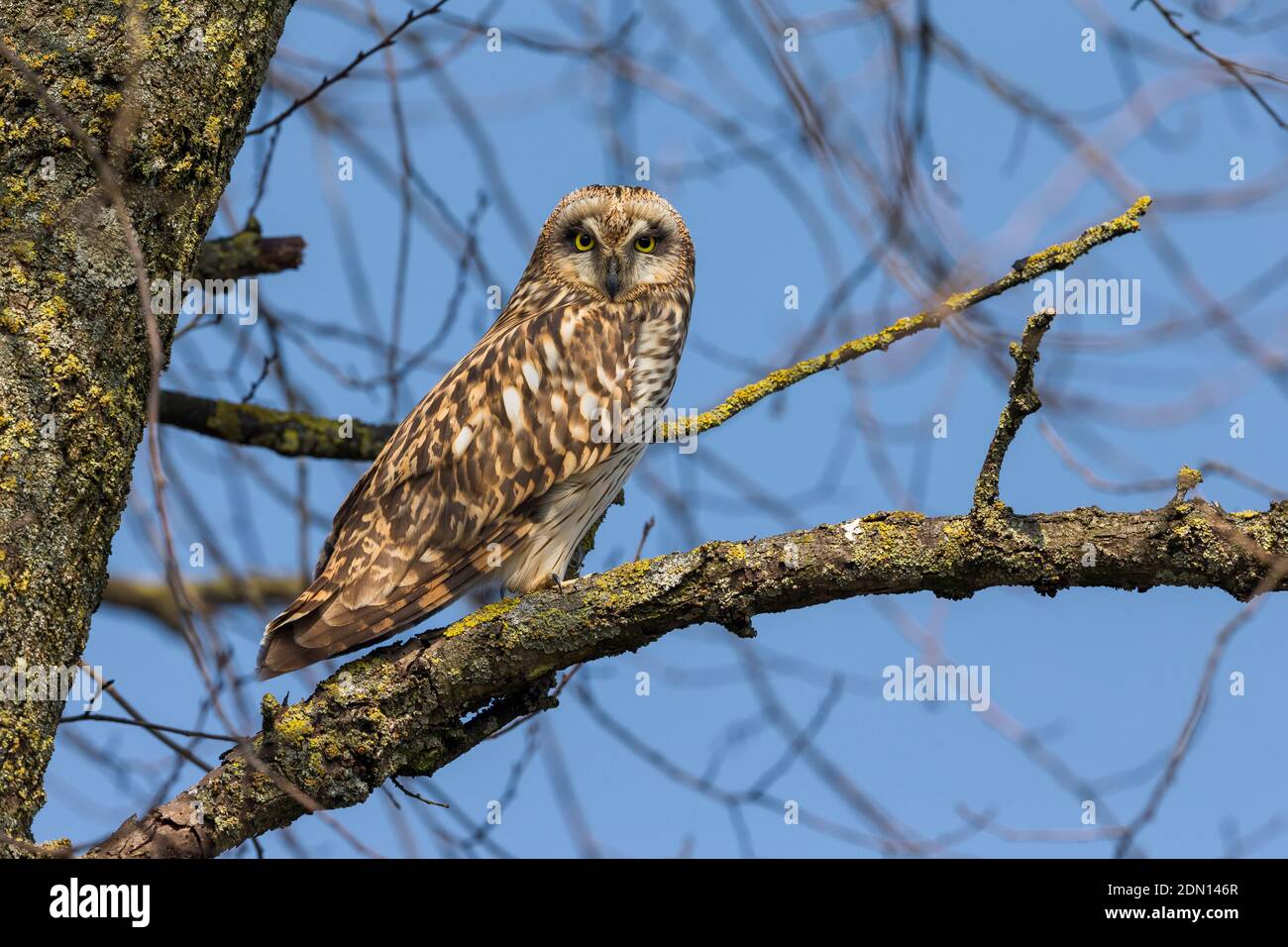 Velduil; Short-eared Owl Stock Photo - Alamy