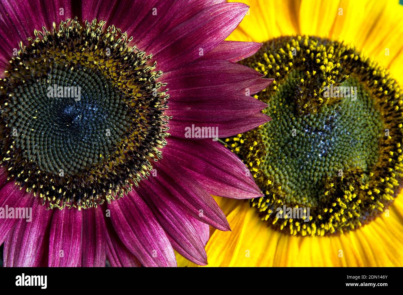 Close-up View of Beautiful Red and Yellow Sunflowers Side by Side ...