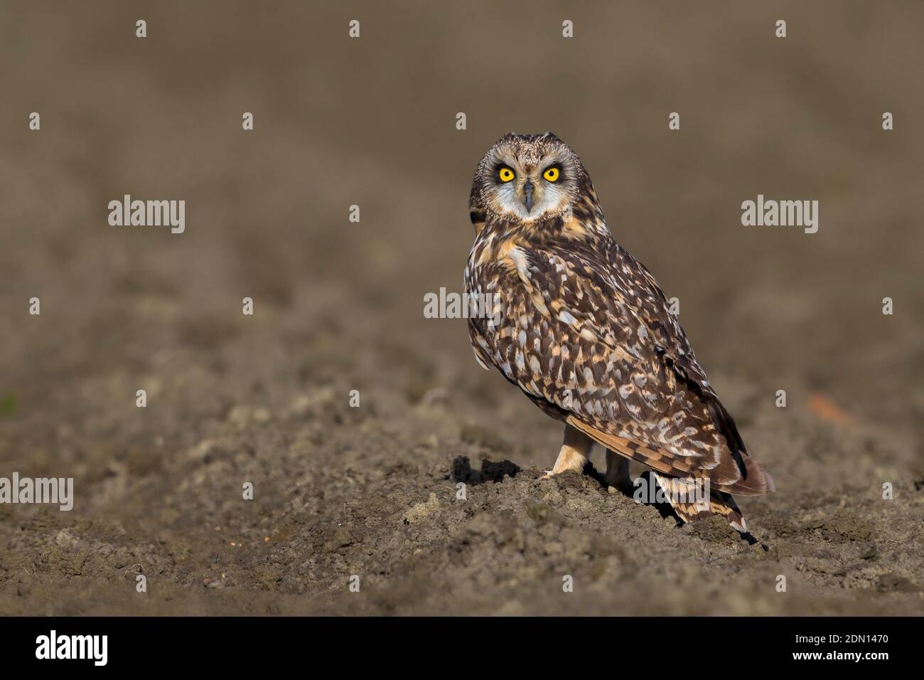 Velduil; Short-eared Owl Stock Photo - Alamy