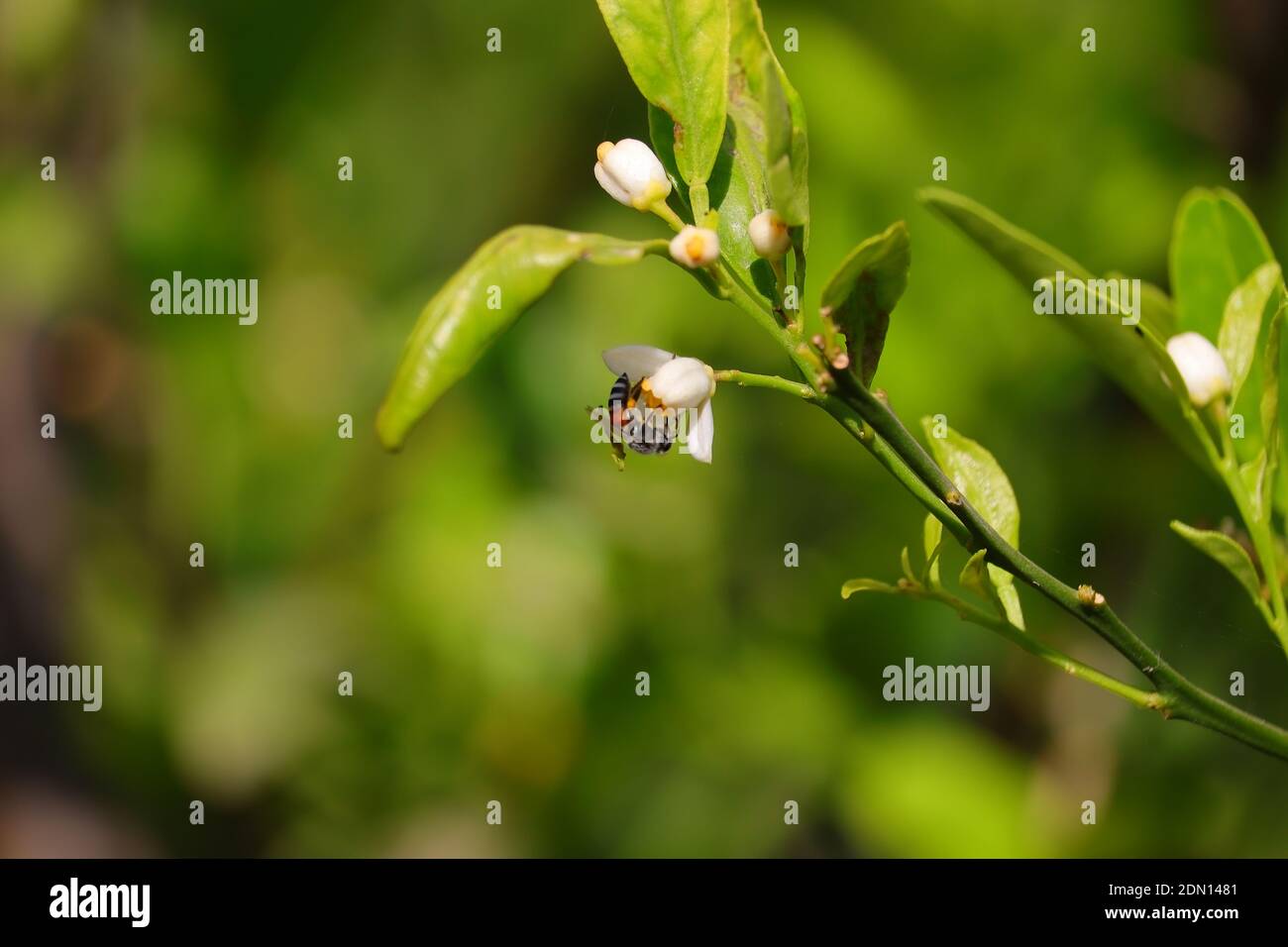Lemon Beetle High Resolution Stock Photography and Images - Alamy