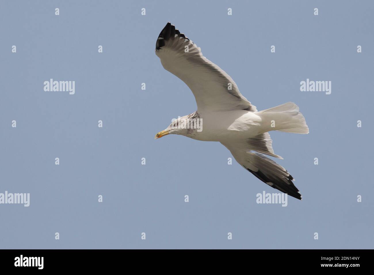 Siberian gull hi-res stock photography and images - Alamy