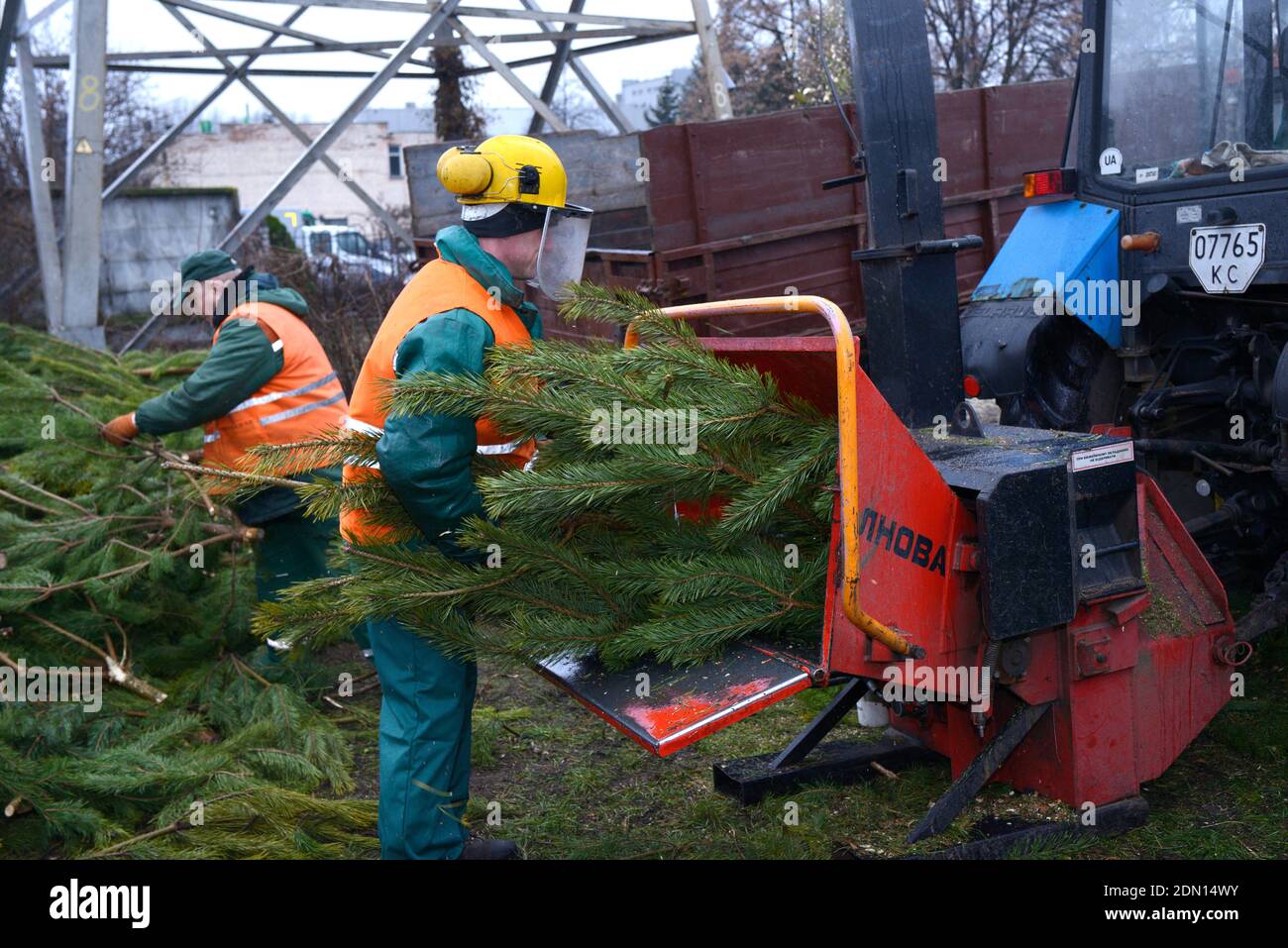 Worker puts branches of used Christmas tree in the receiver of the ...
