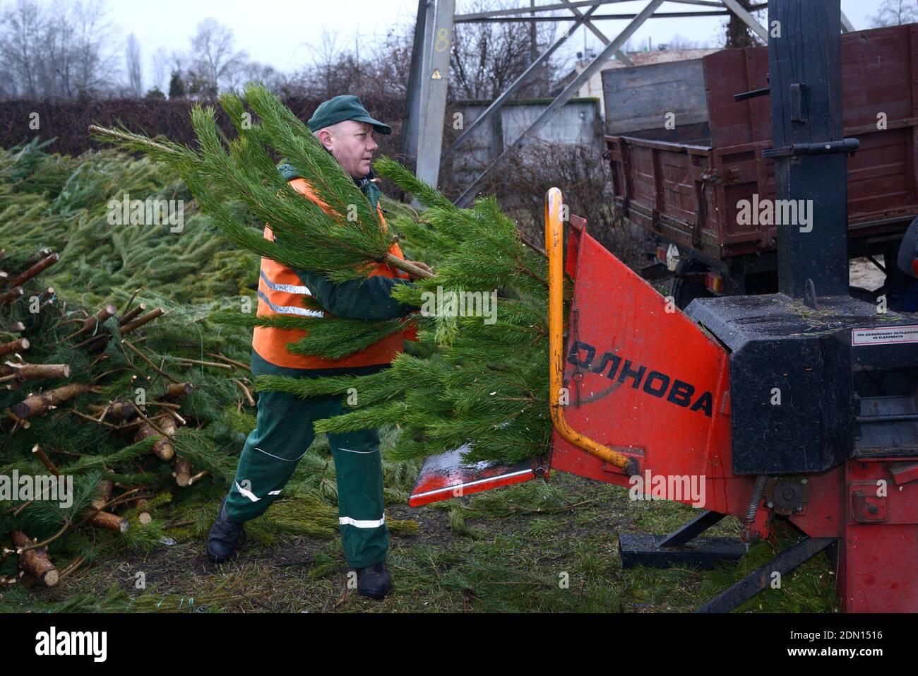Worker puts branches of used Christmas tree in the receiver of the ...