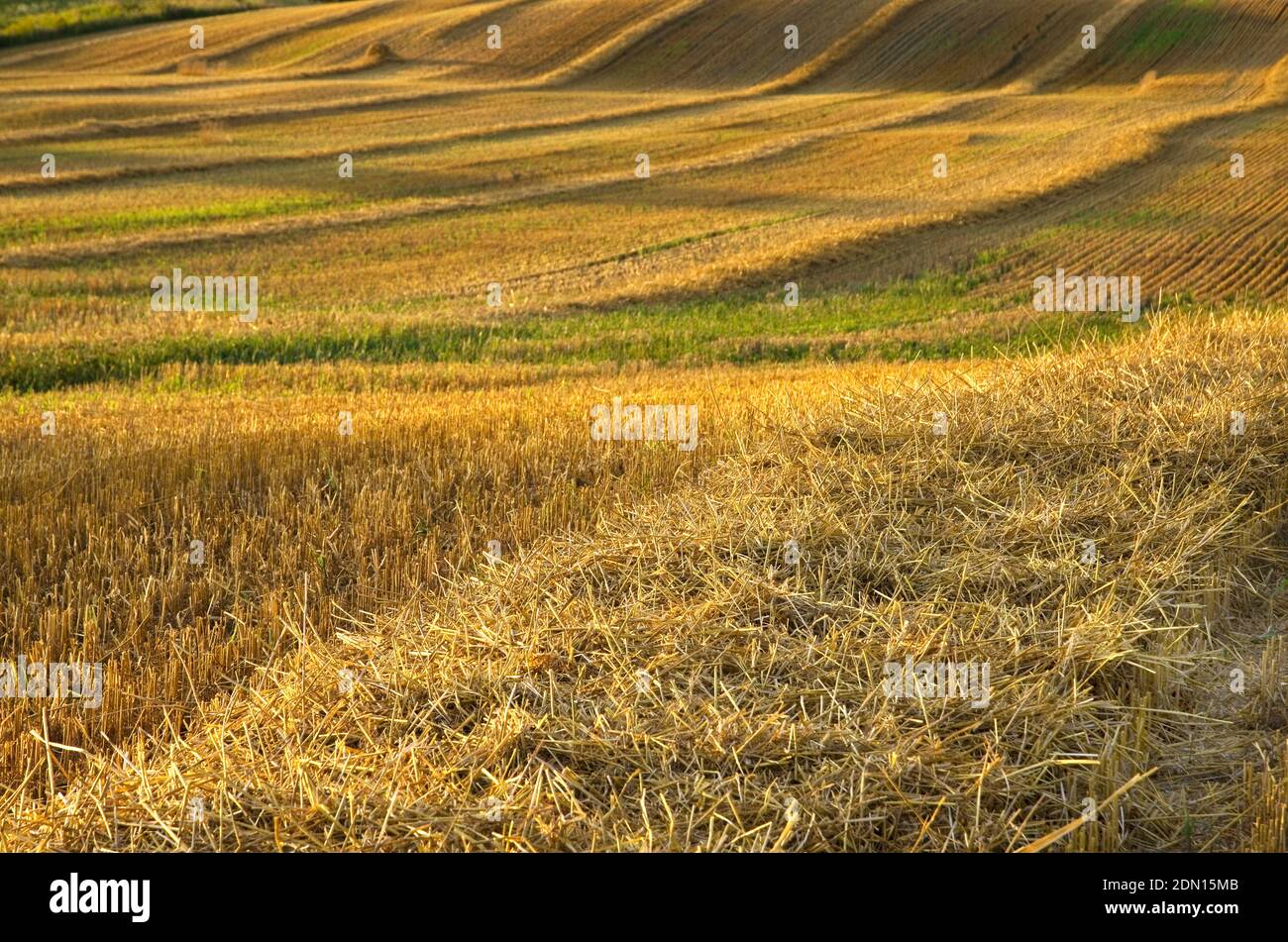 Freshly Cut Yellow Straw in a Farmer's Field Horizontal Stock Photo - Alamy
