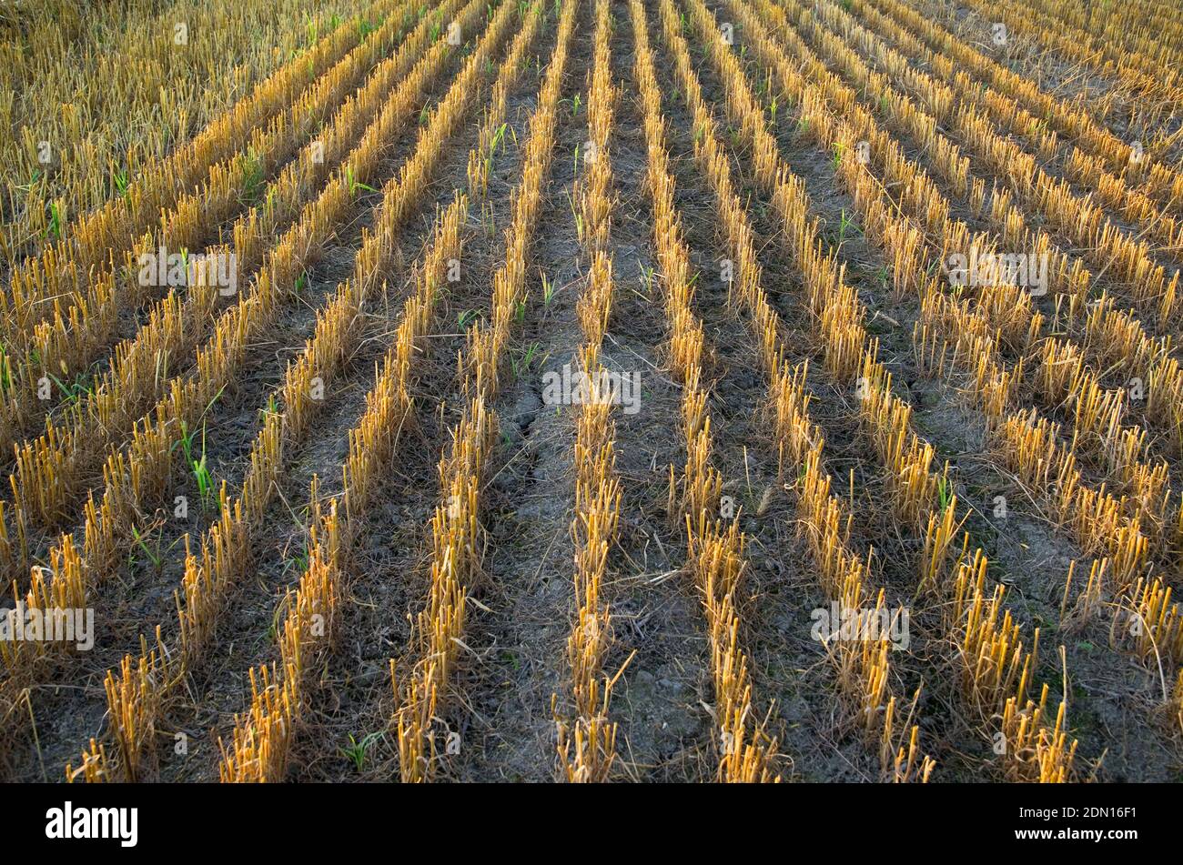 Abstract Image of Freshly Cut Yellow Straw in a Farmer's Field ...
