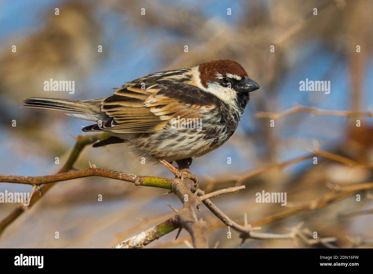 Mannetje Spaanse Mus; Spanish Sparrow male Stock Photo - Alamy