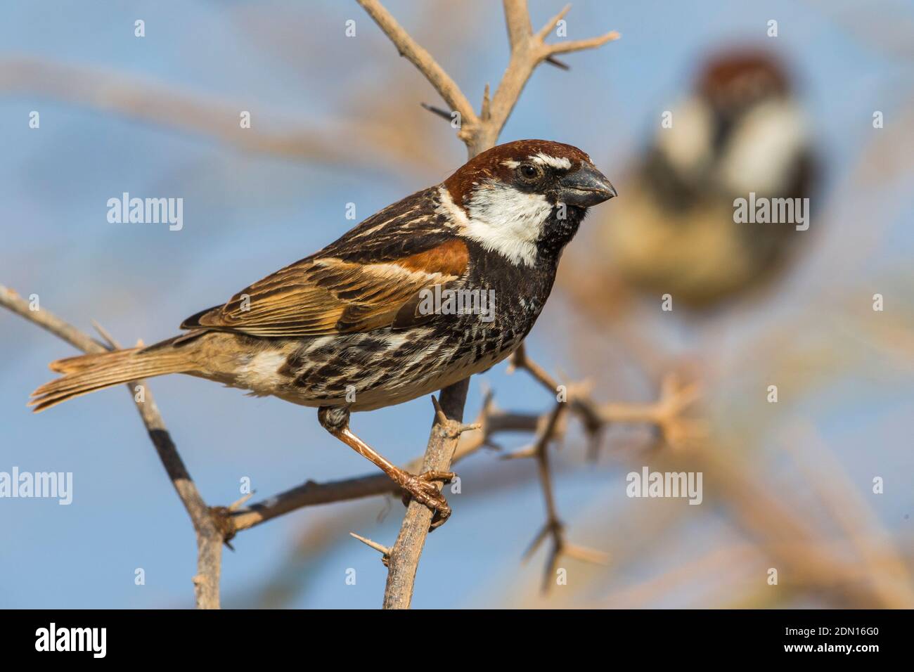 Mannetje Spaanse Mus; Spanish Sparrow male Stock Photo - Alamy