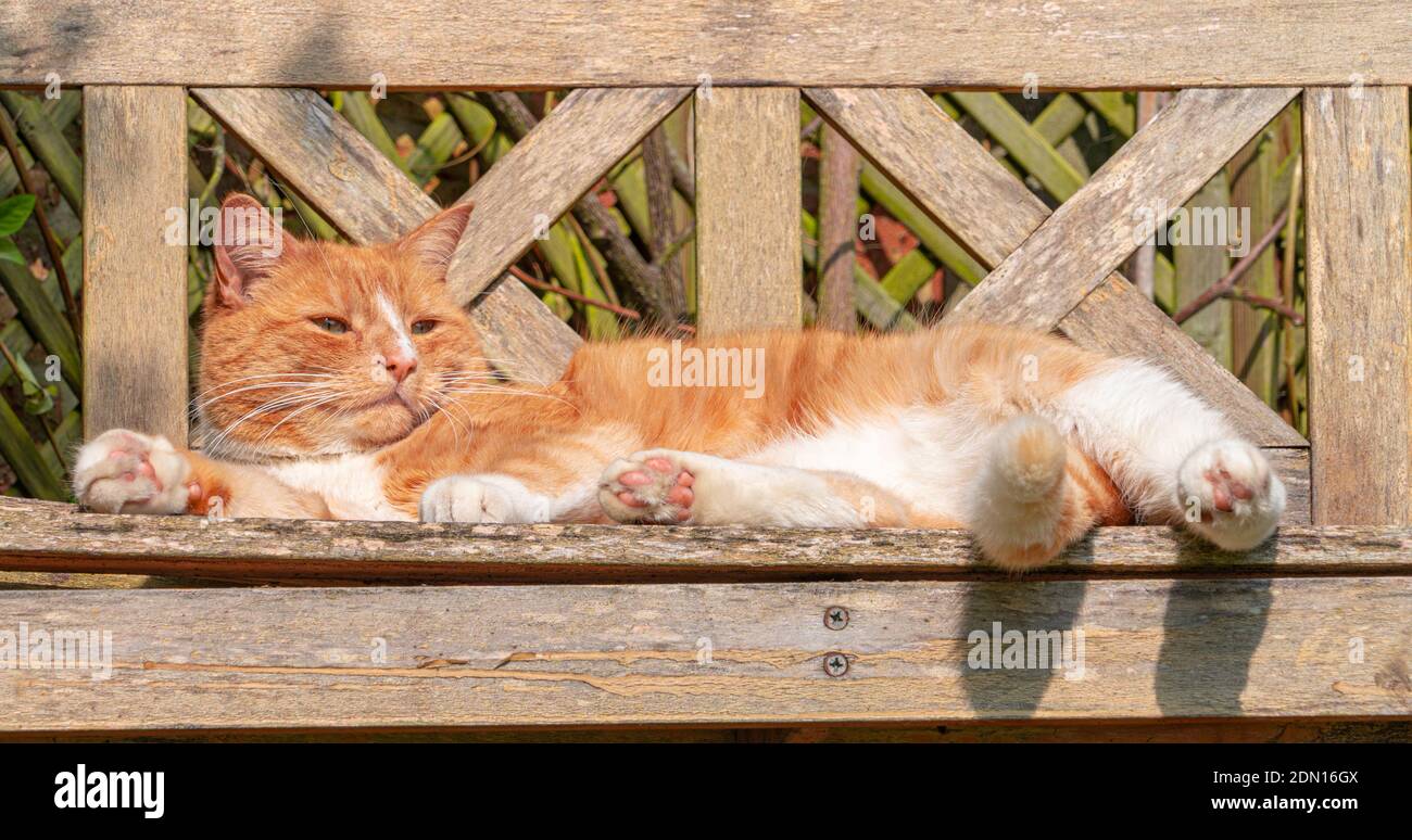 Large cat breed hi-res stock photography and images - Alamy