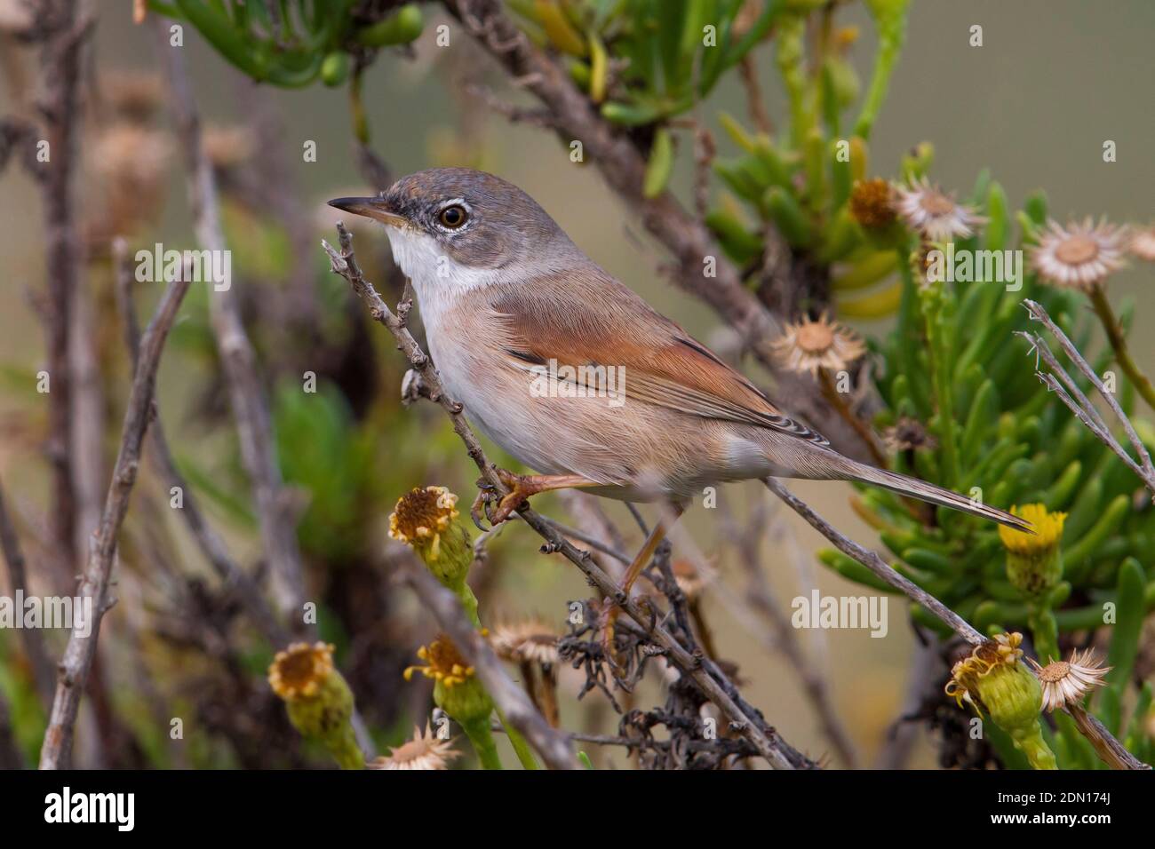 Brilgrasmus; Spectacled Warbler Stock Photo - Alamy
