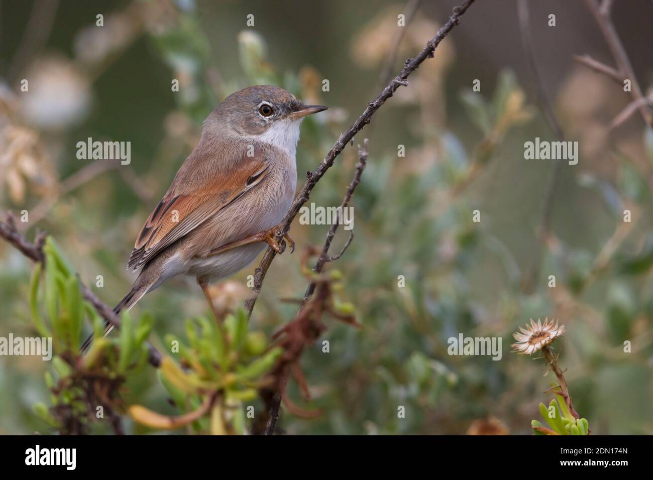 Brilgrasmus; Spectacled Warbler Stock Photo - Alamy