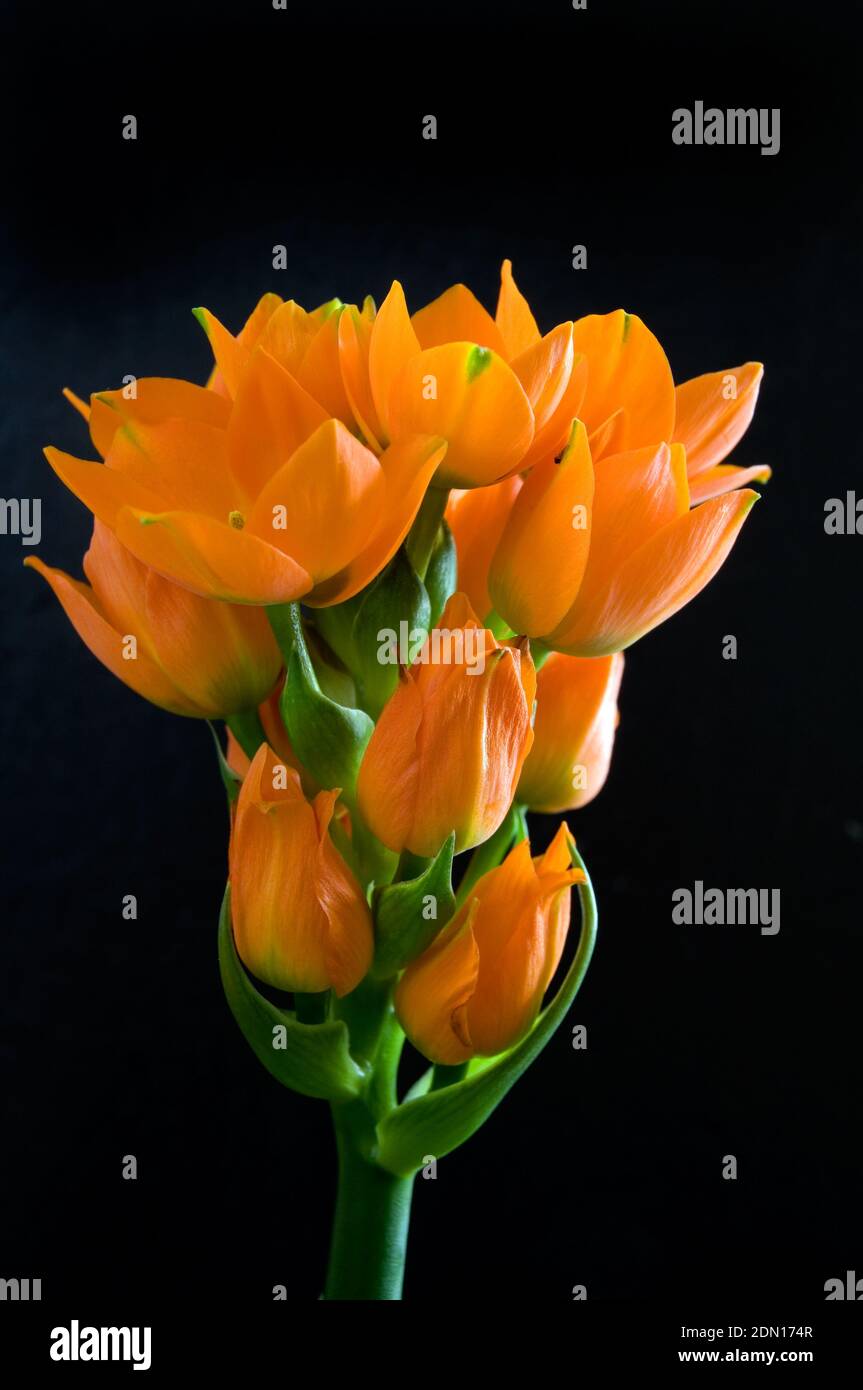Sun Star Flower High Resolution Stock Photography and Images - Alamy