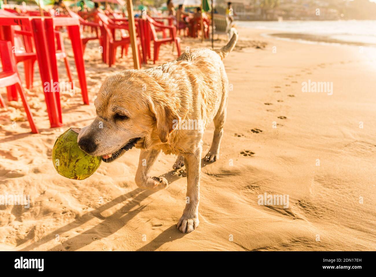 Praia da pipa pipa beach hi-res stock photography and images - Alamy