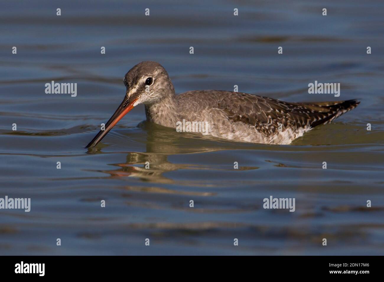 Zwarte Ruiter High Resolution Stock Photography and Images - Alamy