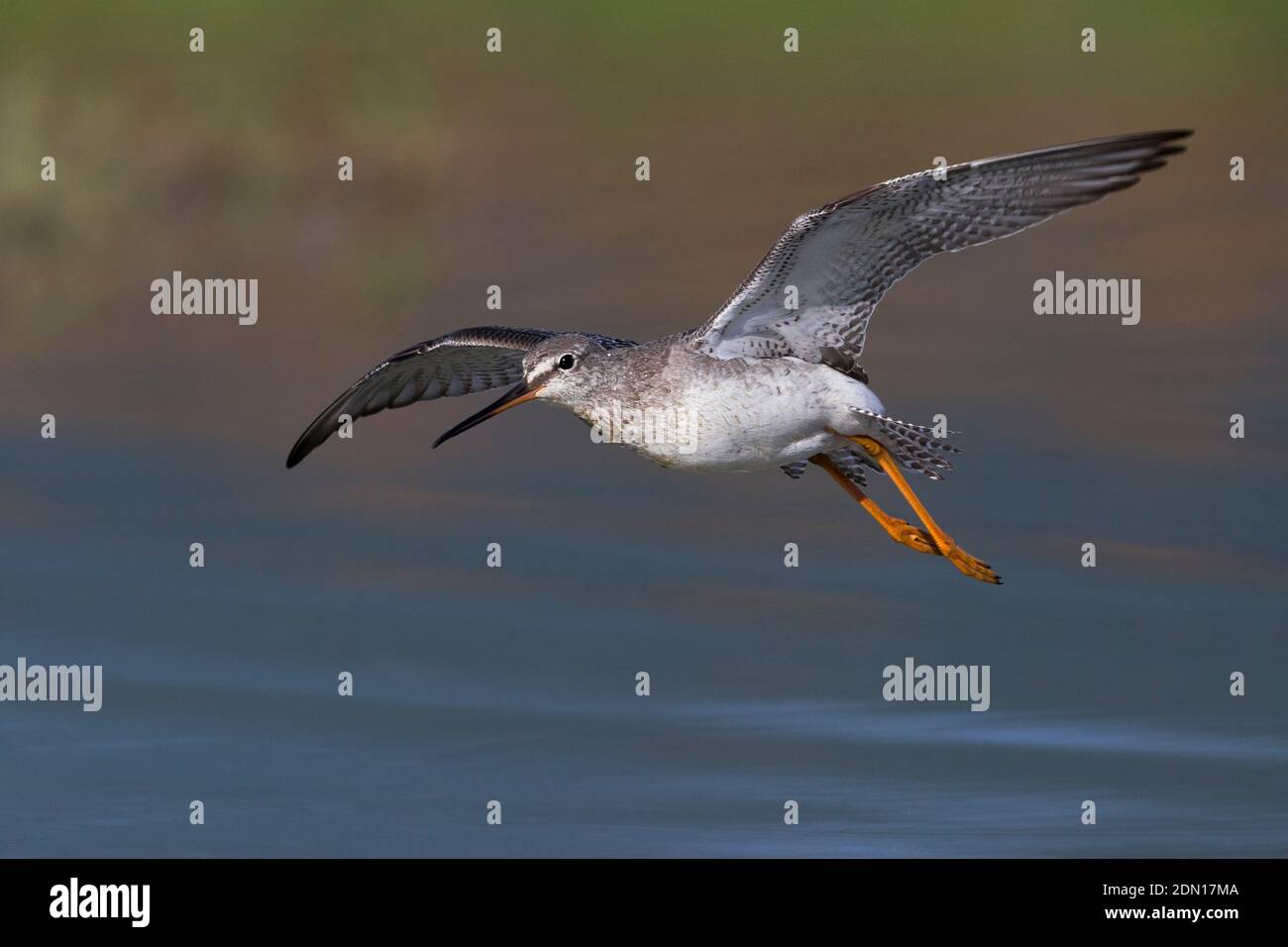 Vliegende Zwarte Ruiter; Spotted Redshank in flight Stock Photo - Alamy