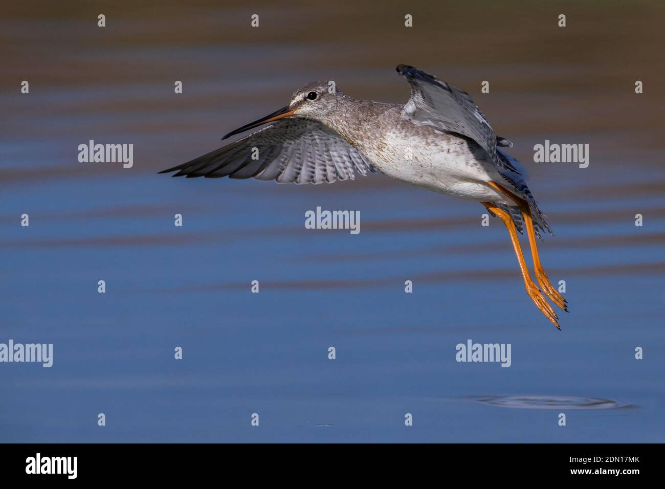 Vliegende Zwarte Ruiter; Spotted Redshank in flight Stock Photo - Alamy