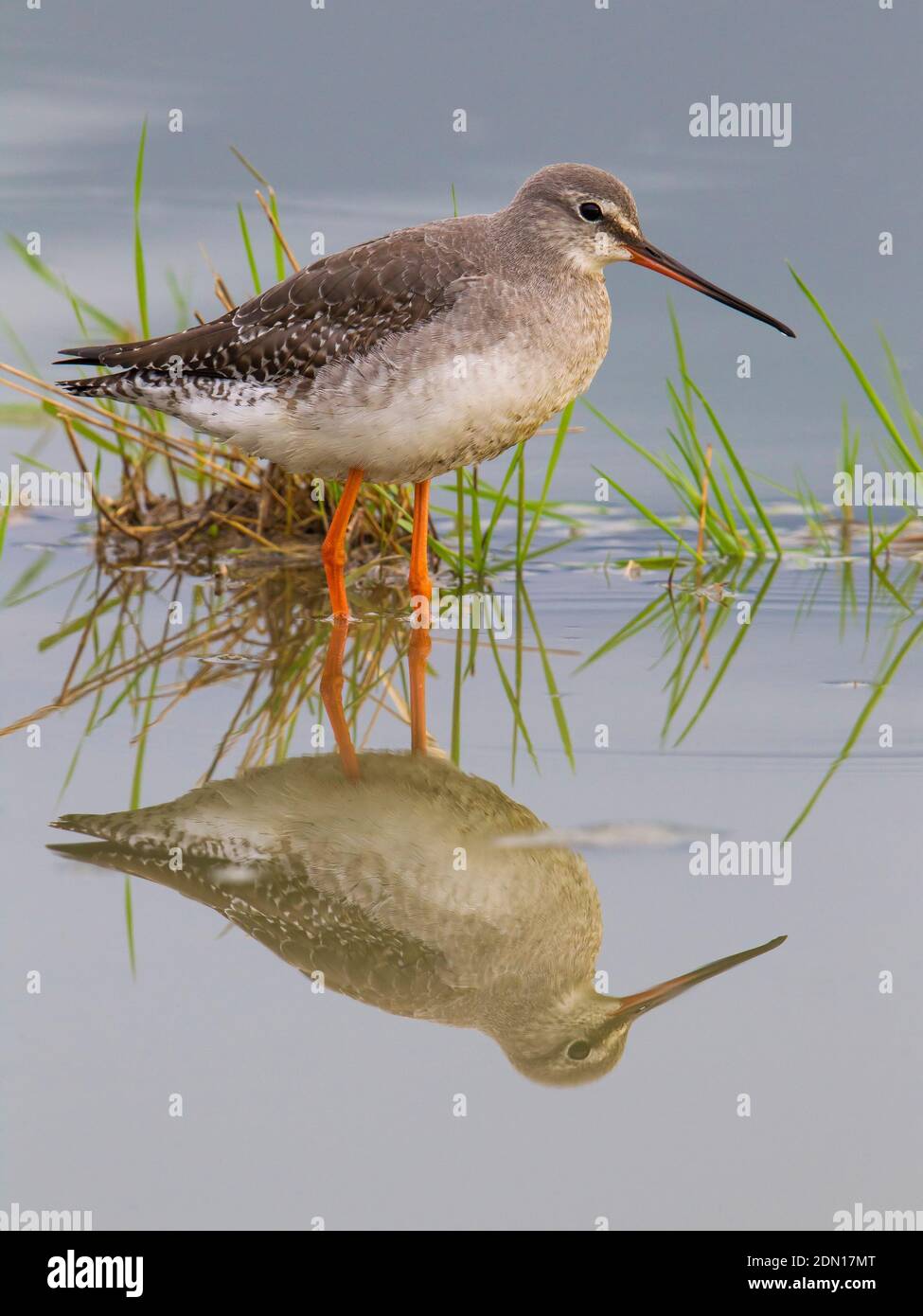 Zwarte ruiter hi-res stock photography and images - Alamy