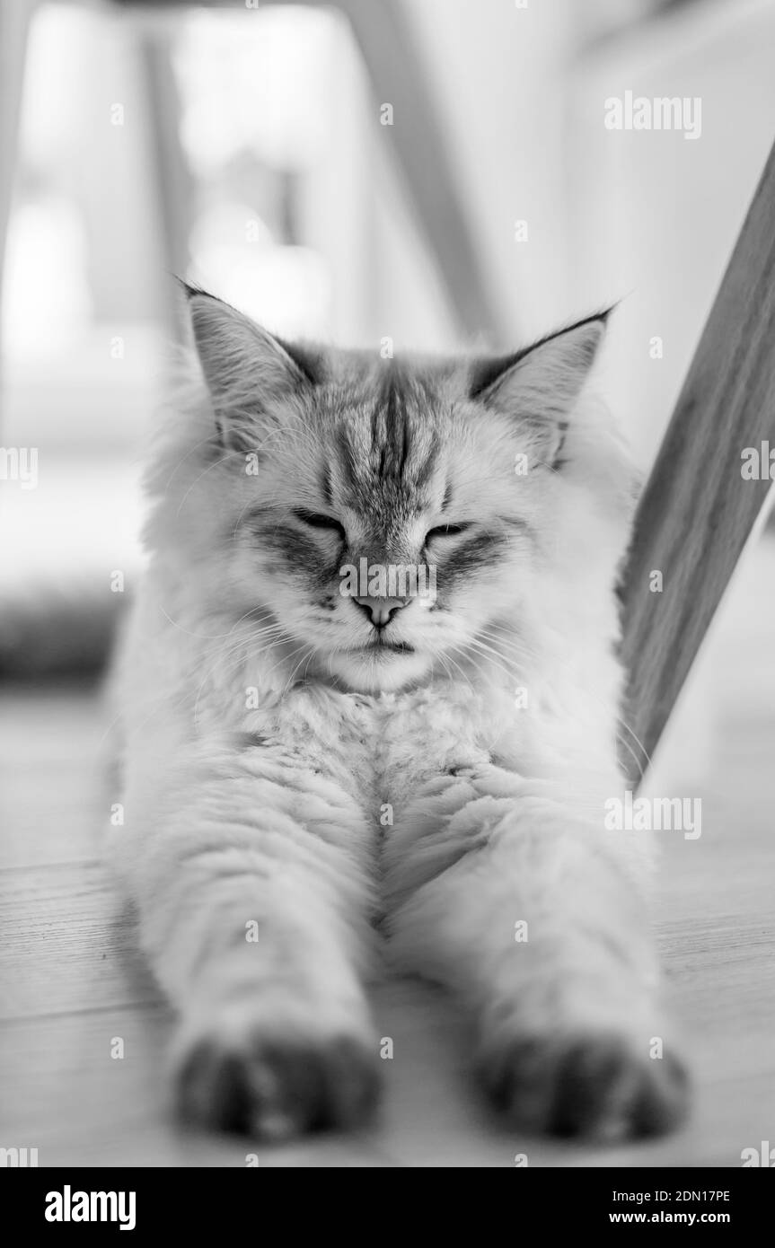 A vertical shot of an adorable cat lying on a laminated ground at home ...