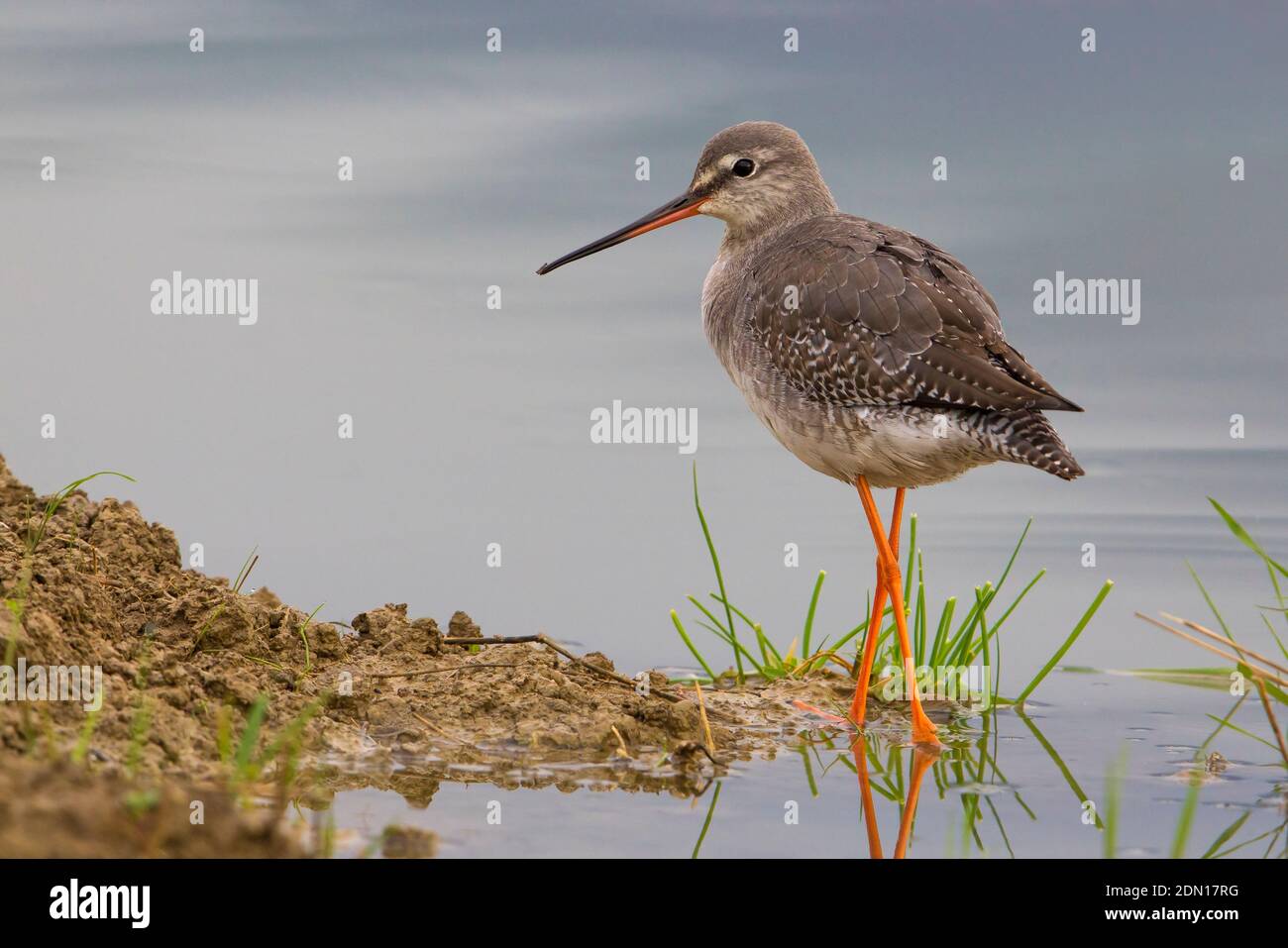 Zwarte ruiter hi-res stock photography and images - Alamy