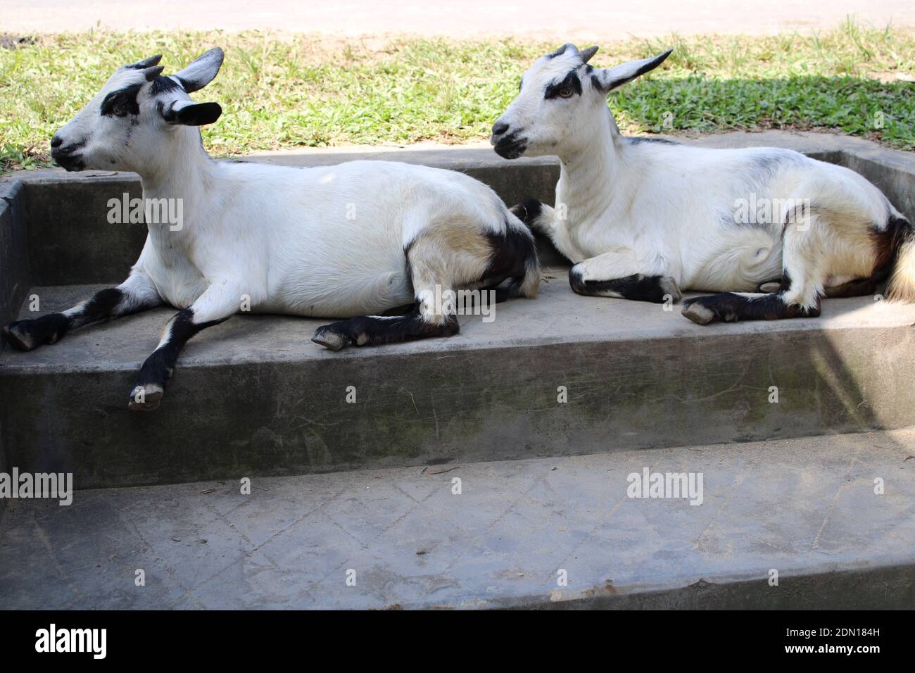 Black goat bum hi-res stock photography and images - Alamy