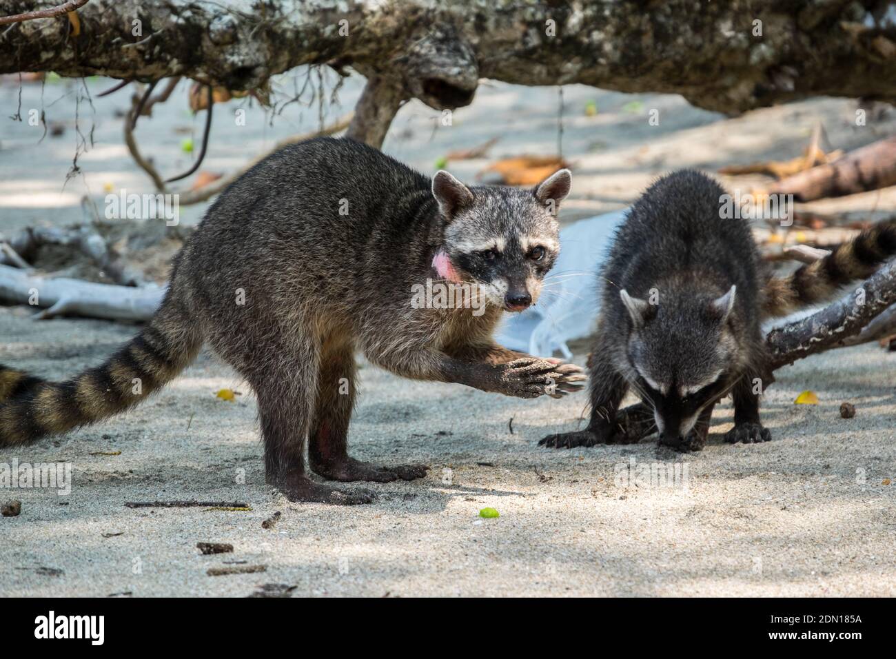 Raccoons On The Beach Stock Photo - Alamy