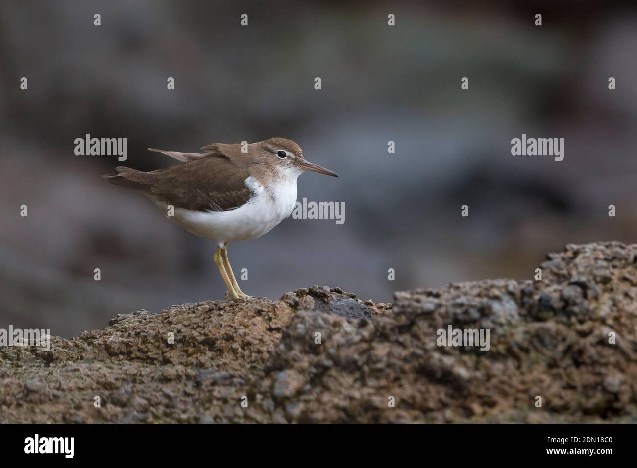 Wintering Spotted Sandpiper on the Azores Stock Photo - Alamy
