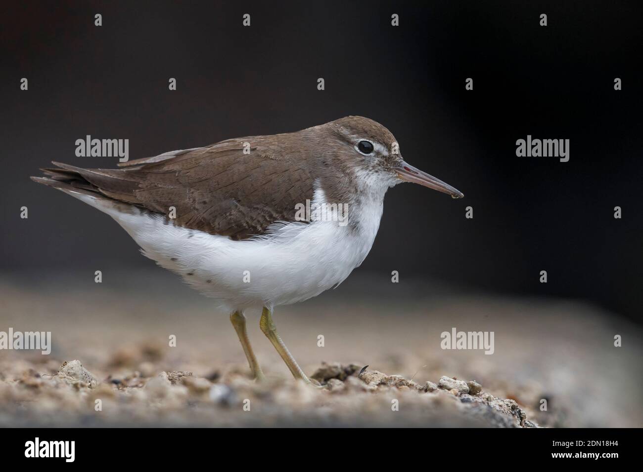 Wintering Spotted Sandpiper on the Azores Stock Photo - Alamy
