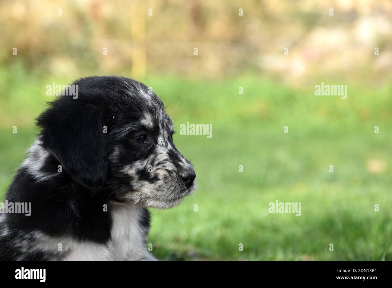 Border collie side hi-res stock photography and images - Alamy