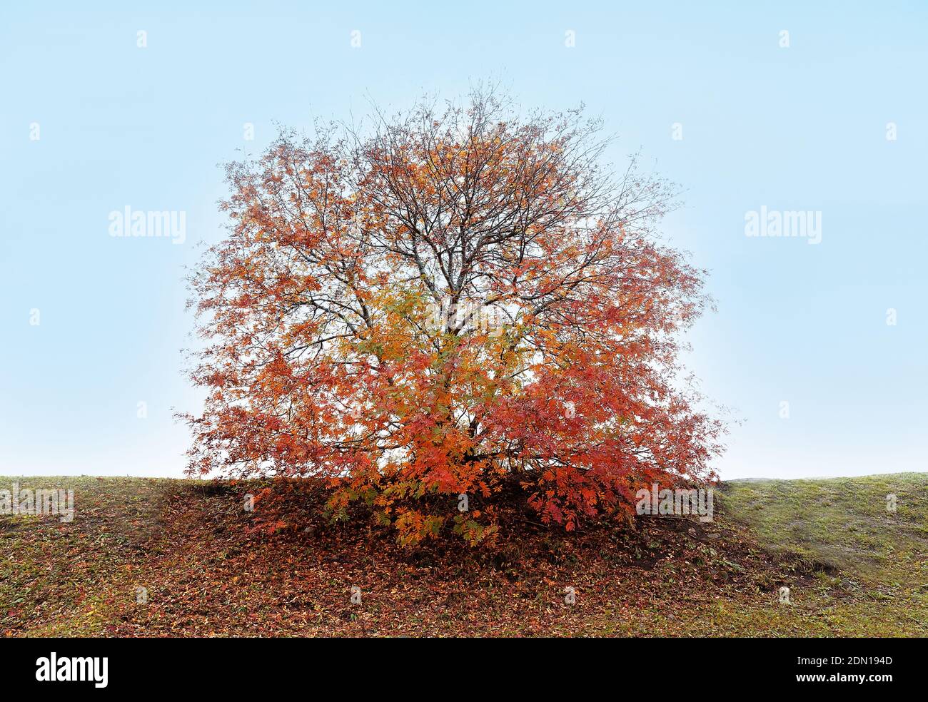 Autumn colorful trees landscape on blue sky background. Fall nature ...