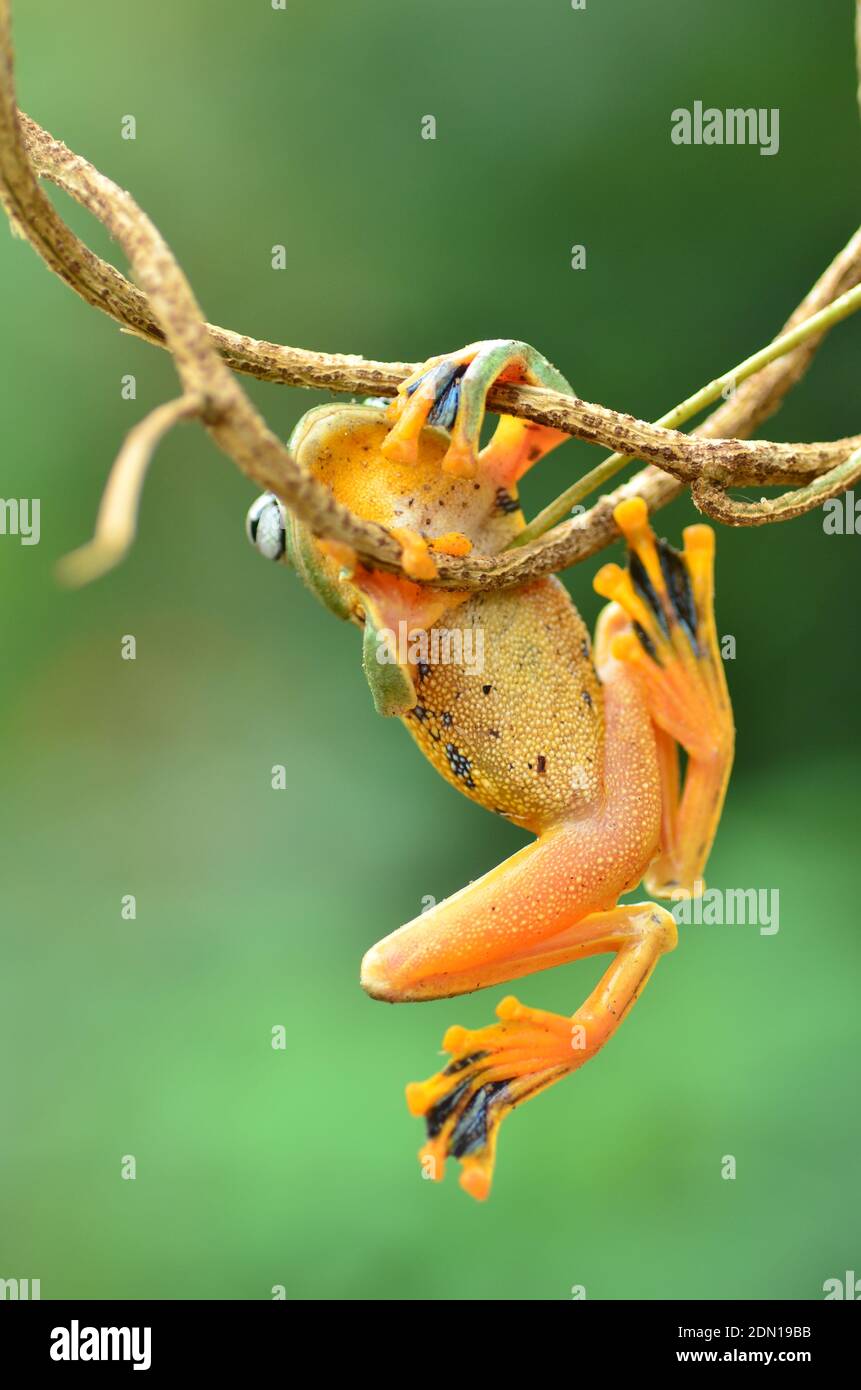Green Flying Frog High Resolution Stock Photography and Images - Alamy