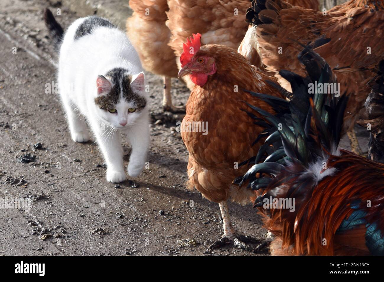 White cat and brown hen together peacefully on farmyard ground Stock ...