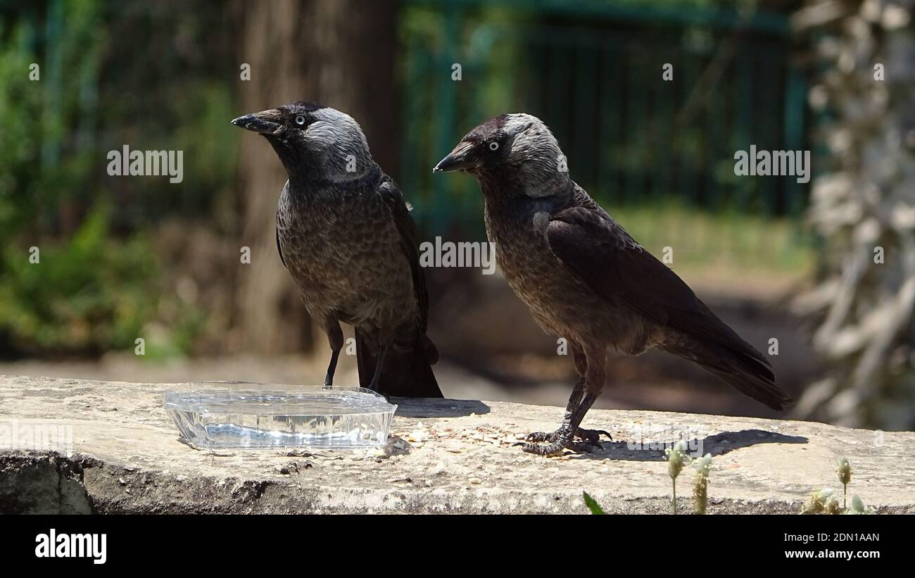Crows Of People High Resolution Stock Photography and Images - Alamy