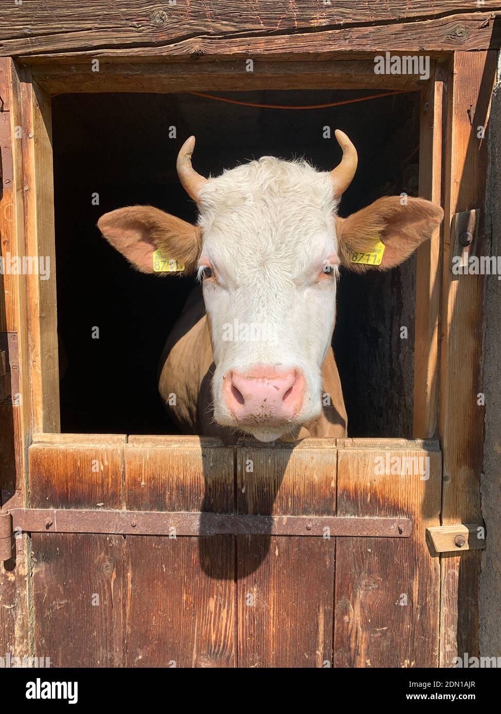 Portrait Of Cow In Stable Stock Photo - Alamy