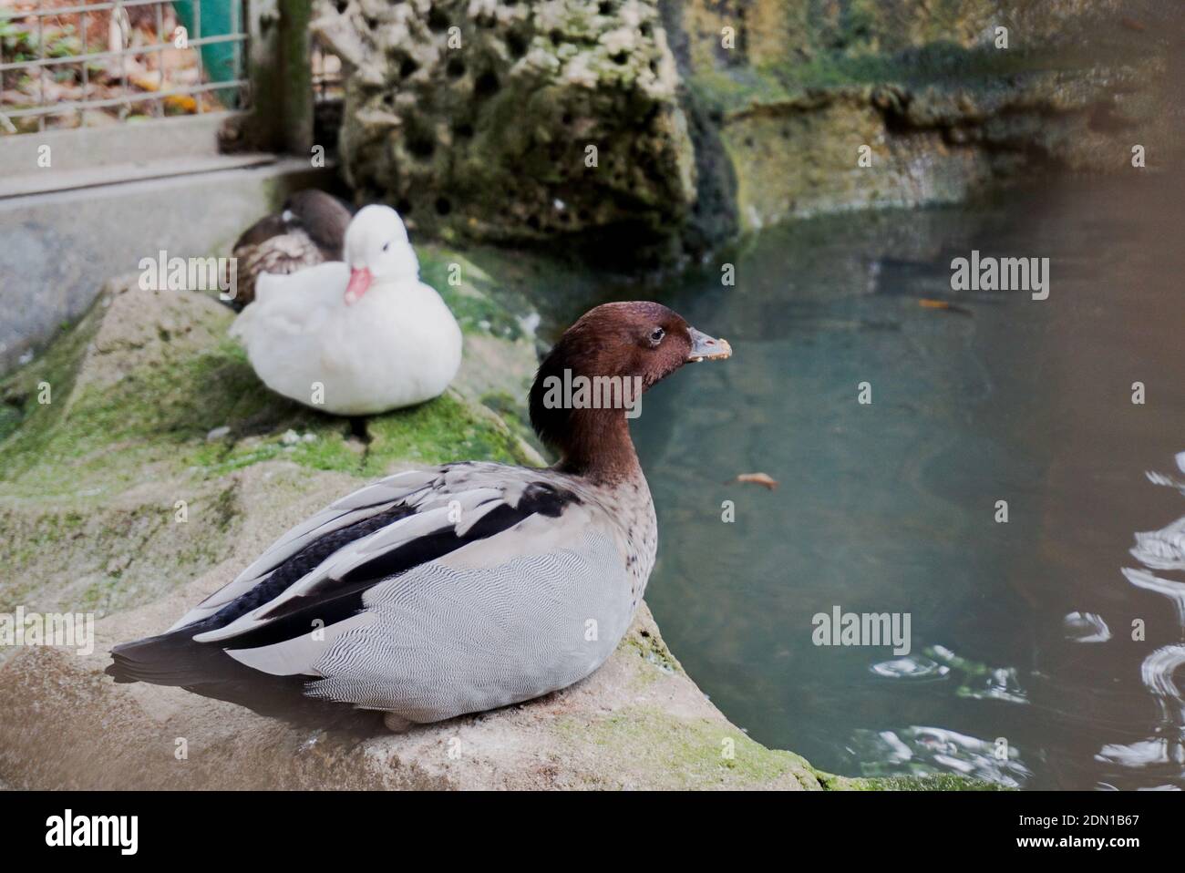 Ducks Enjoy Together in Side of Pool Stock Photo - Alamy