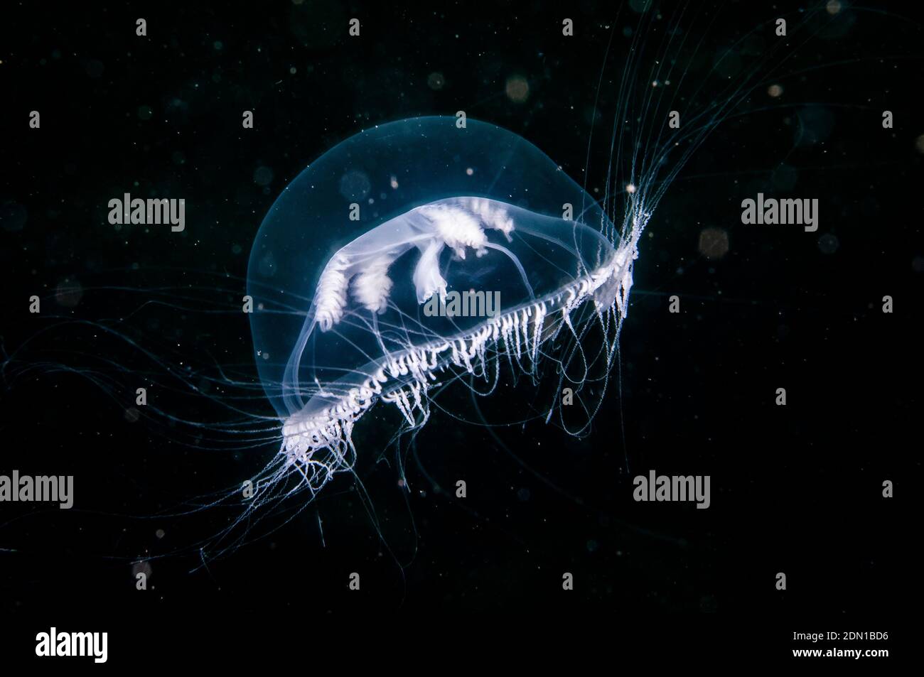 Hydromedusa hi-res stock photography and images - Alamy