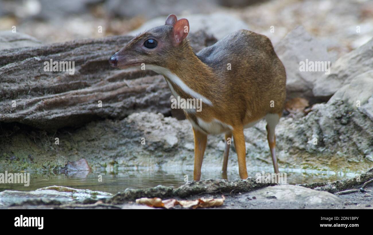 Side View Of An Animal On Rock Stock Photo - Alamy