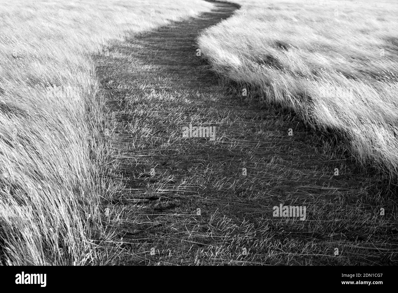 Winding path on grassland in black and white Stock Photo - Alamy