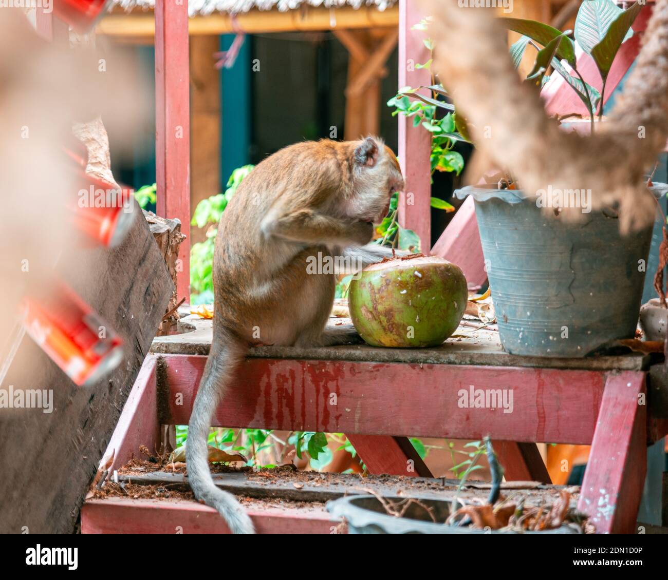 Monkeys drink hi-res stock photography and images - Alamy