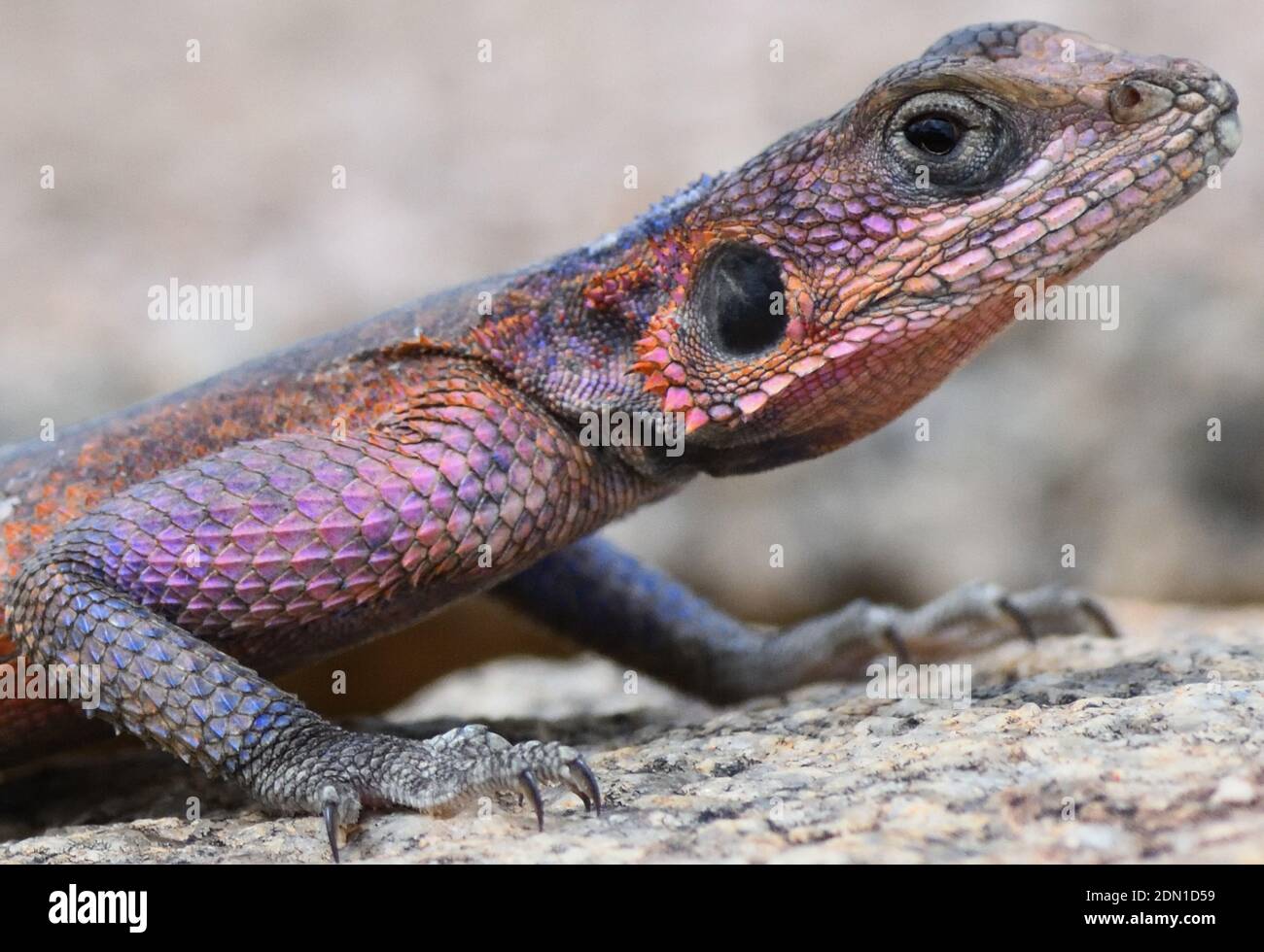 Purple And Green Lizard